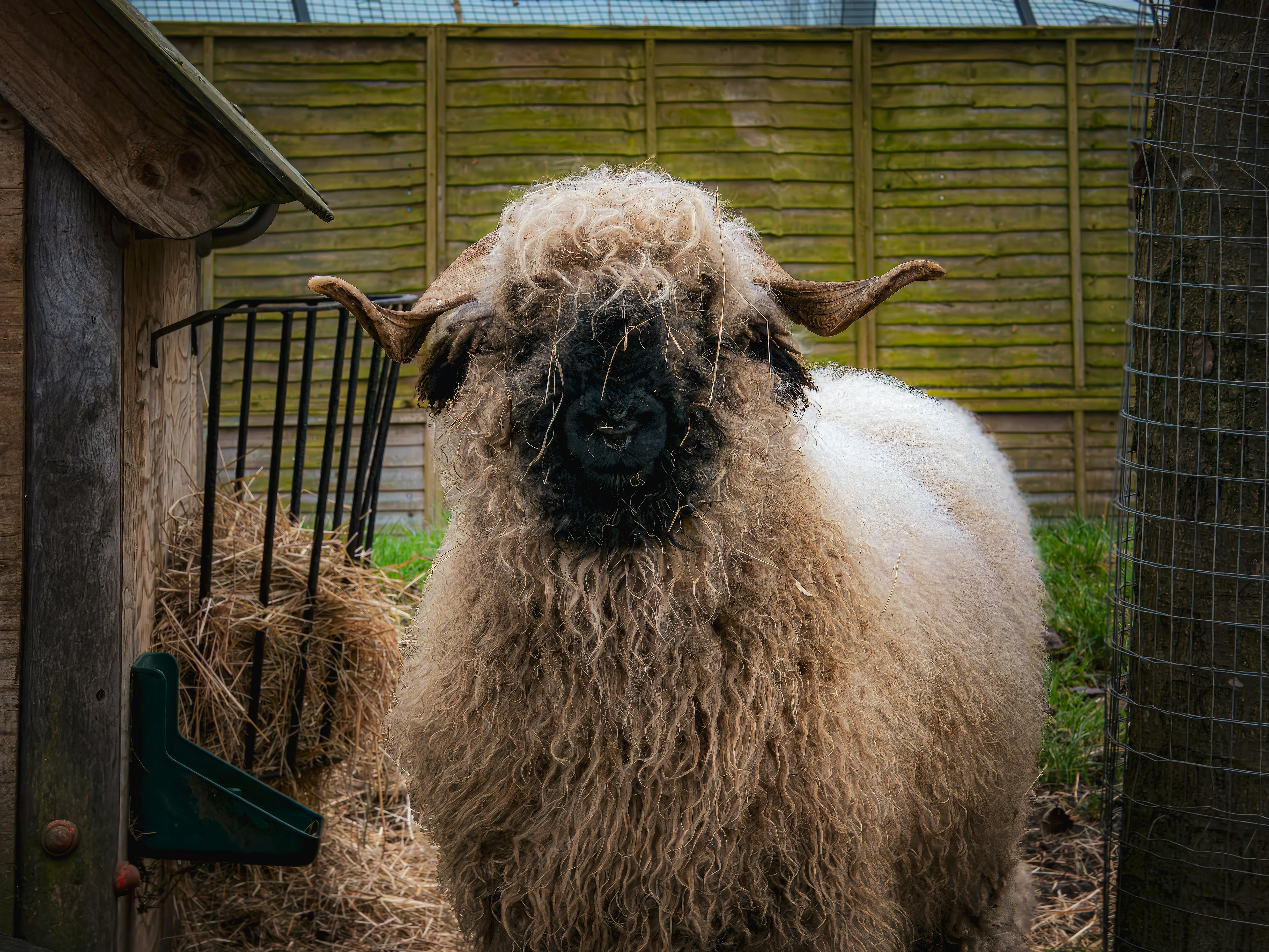 Curly Haired Sheep in a Rural Farmyard · Free Stock Photo