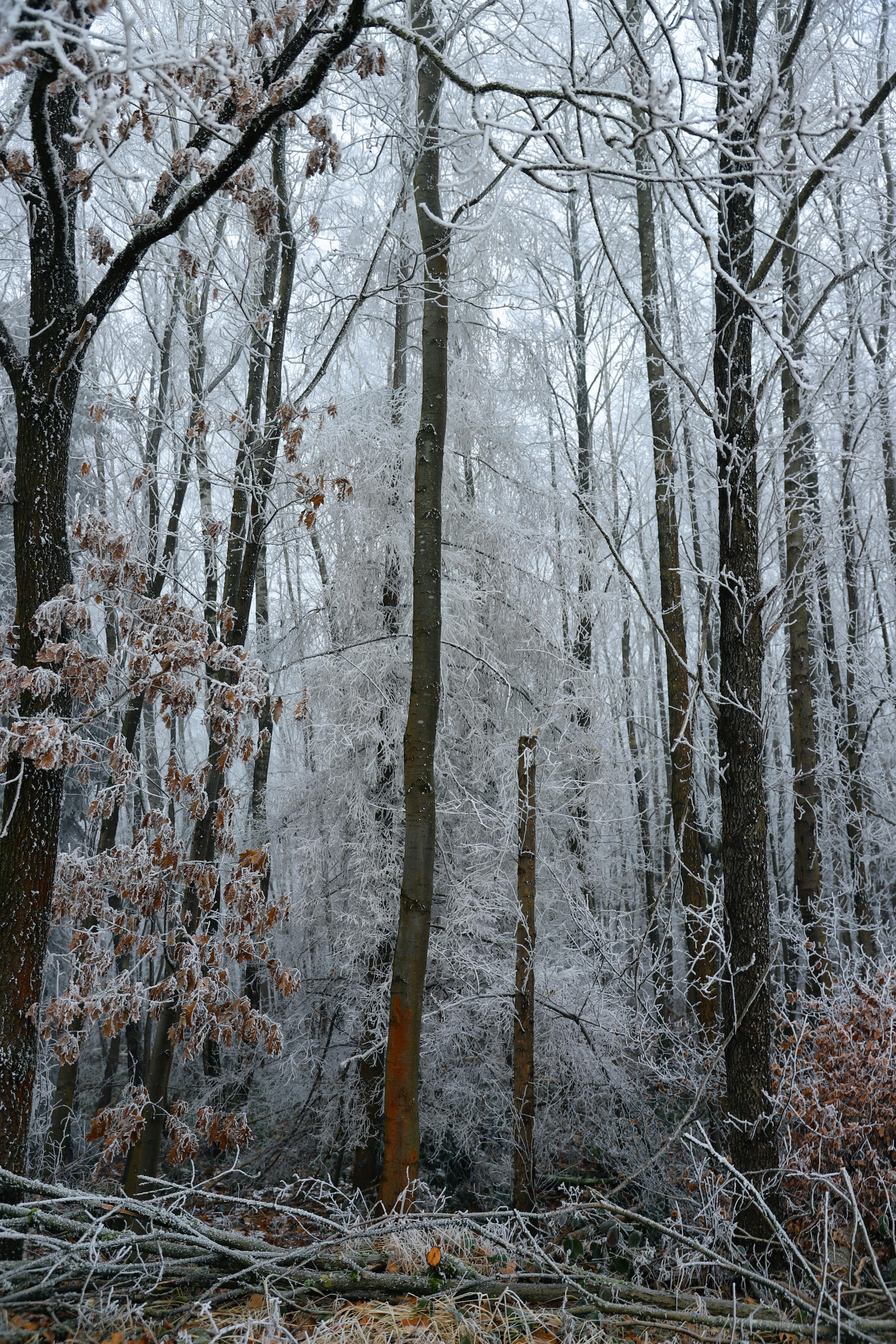 Frosty Winter Forest with Icy Tree Branches · Free Stock Photo