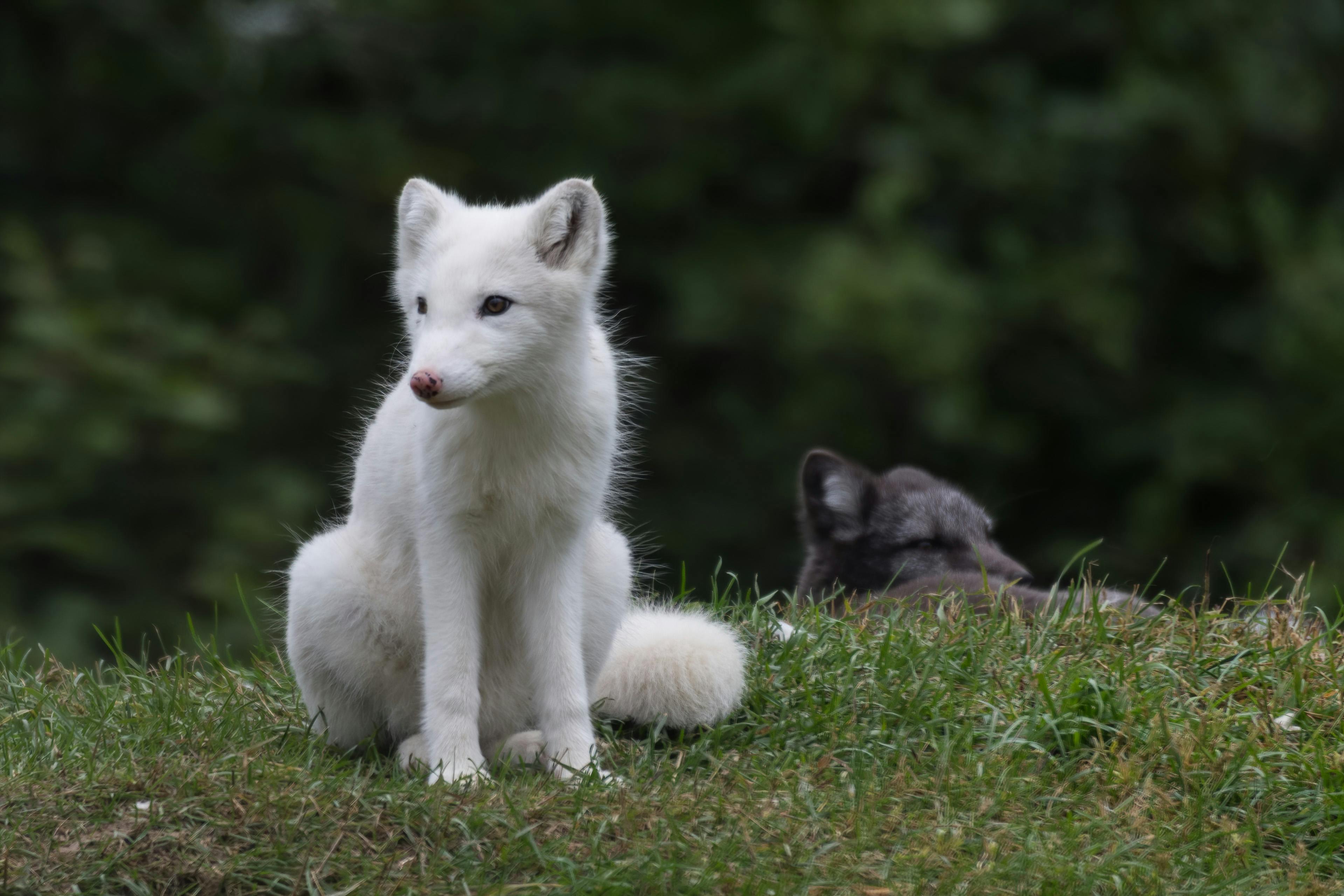 Tan and Orange Fox Standing in Water Near the Grass · Free Stock Photo