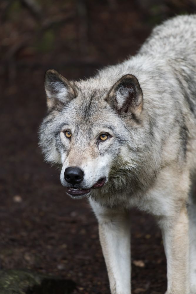5,000+ Best Wolf Photos · 100% Free Download · Pexels Stock Photos