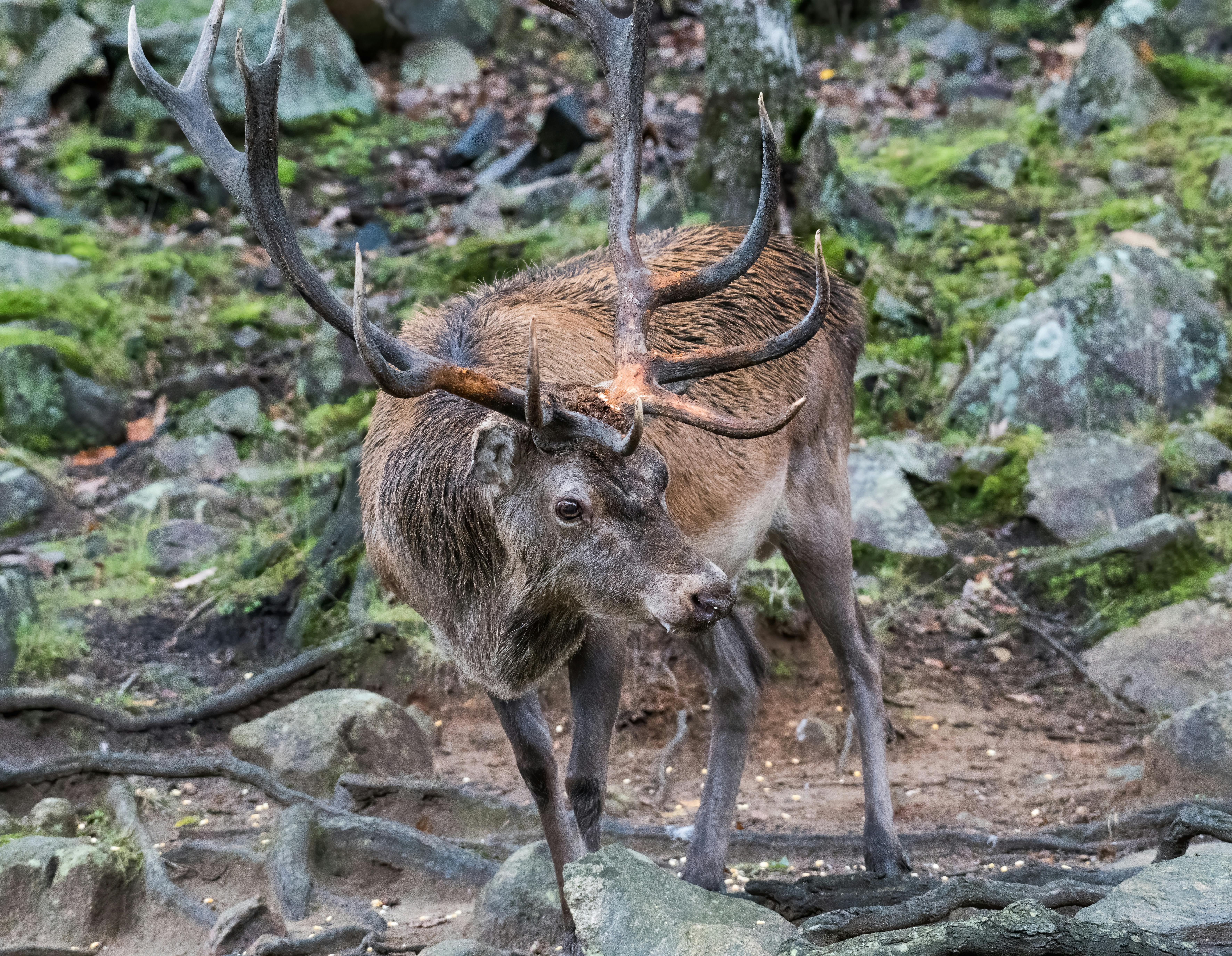 Bekijk Stag Photos, Download The BEST Free Bekijk Stag Stock Photos ...