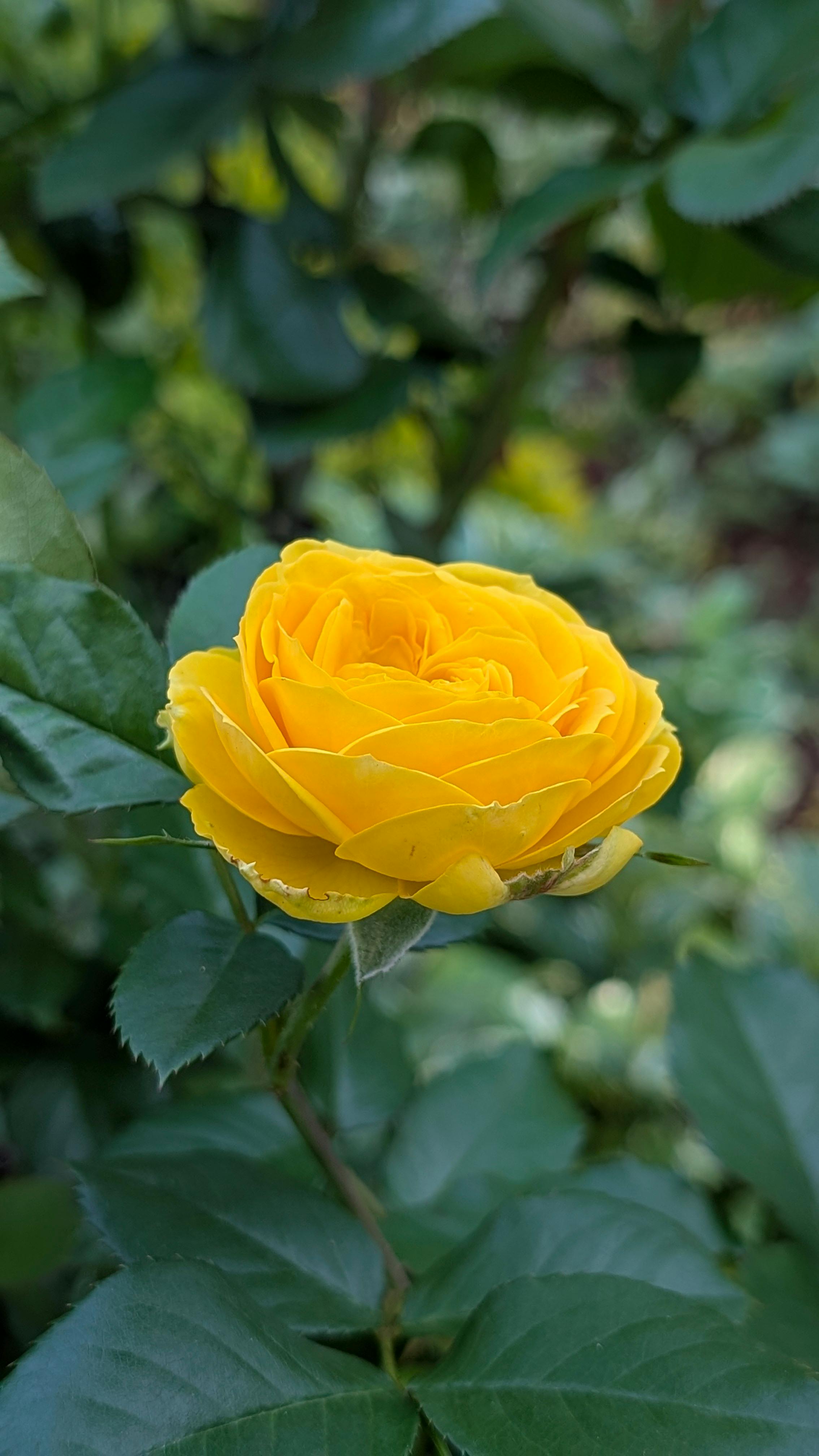 Bright Yellow Rose in Full Bloom with Dew Drops · Free Stock Photo