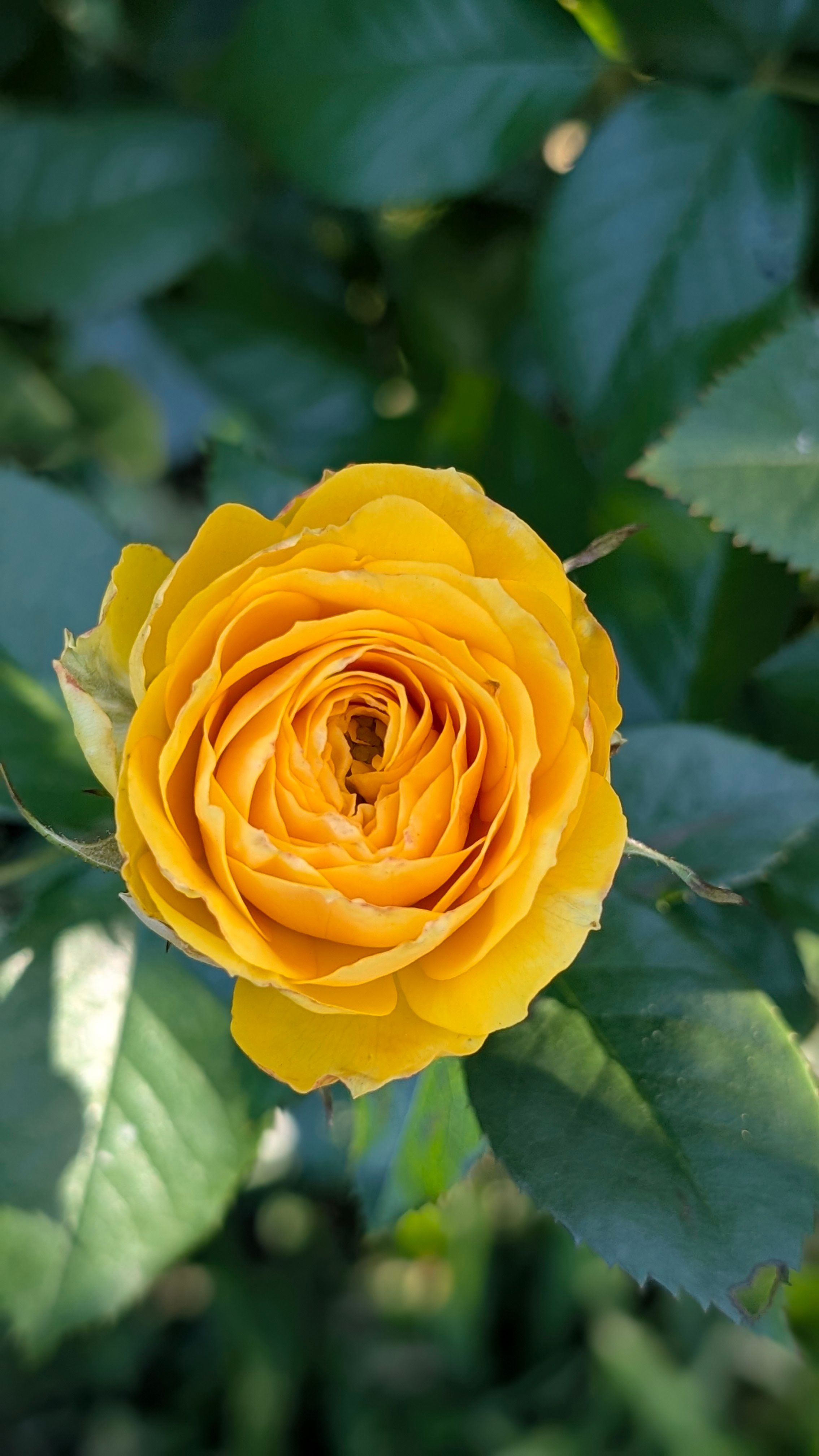 Vibrant Yellow Rose Blooms in Summer Garden · Free Stock Photo