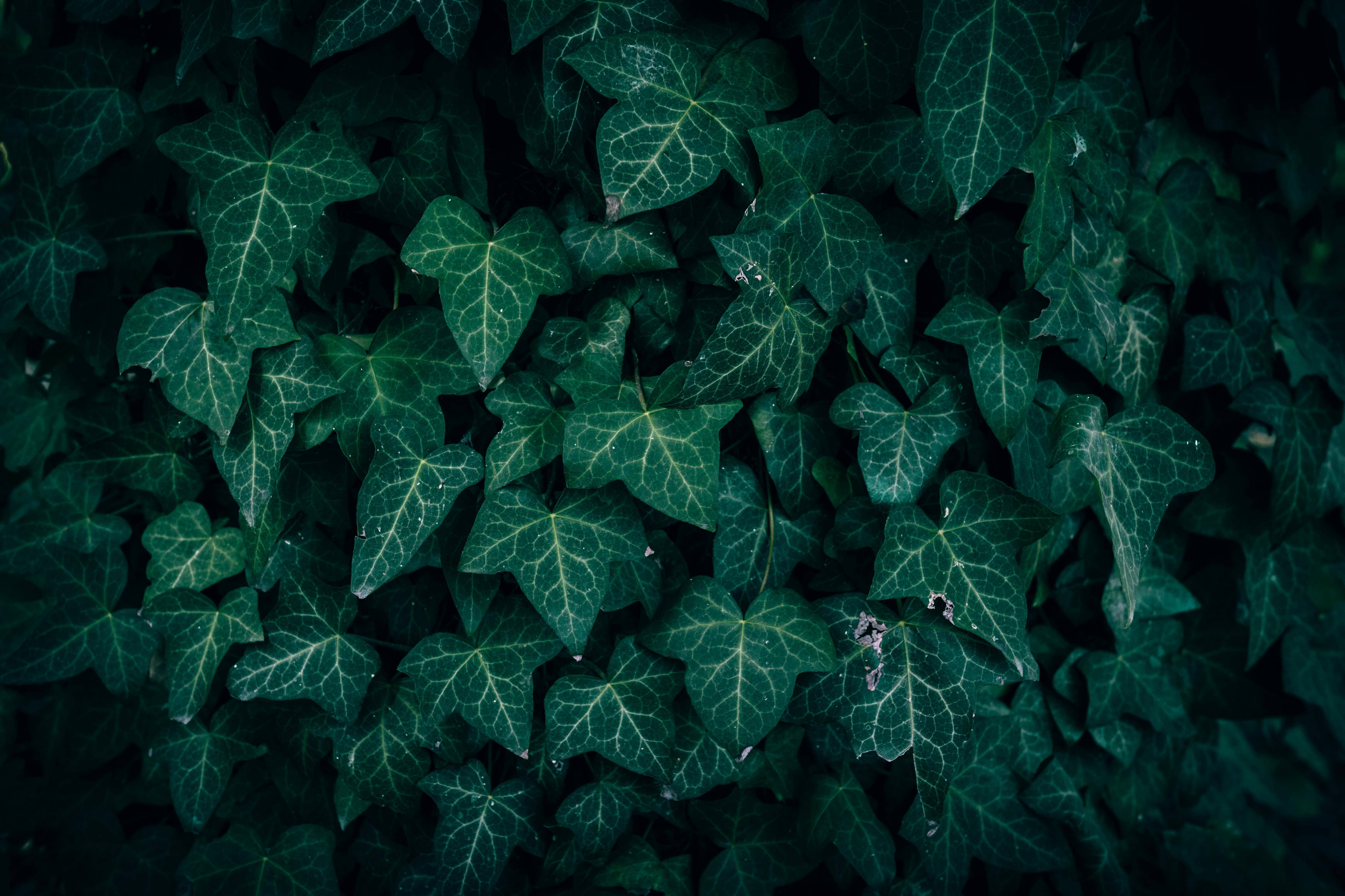 Deep Green Ivy Leaves Natural Texture · Free Stock Photo
