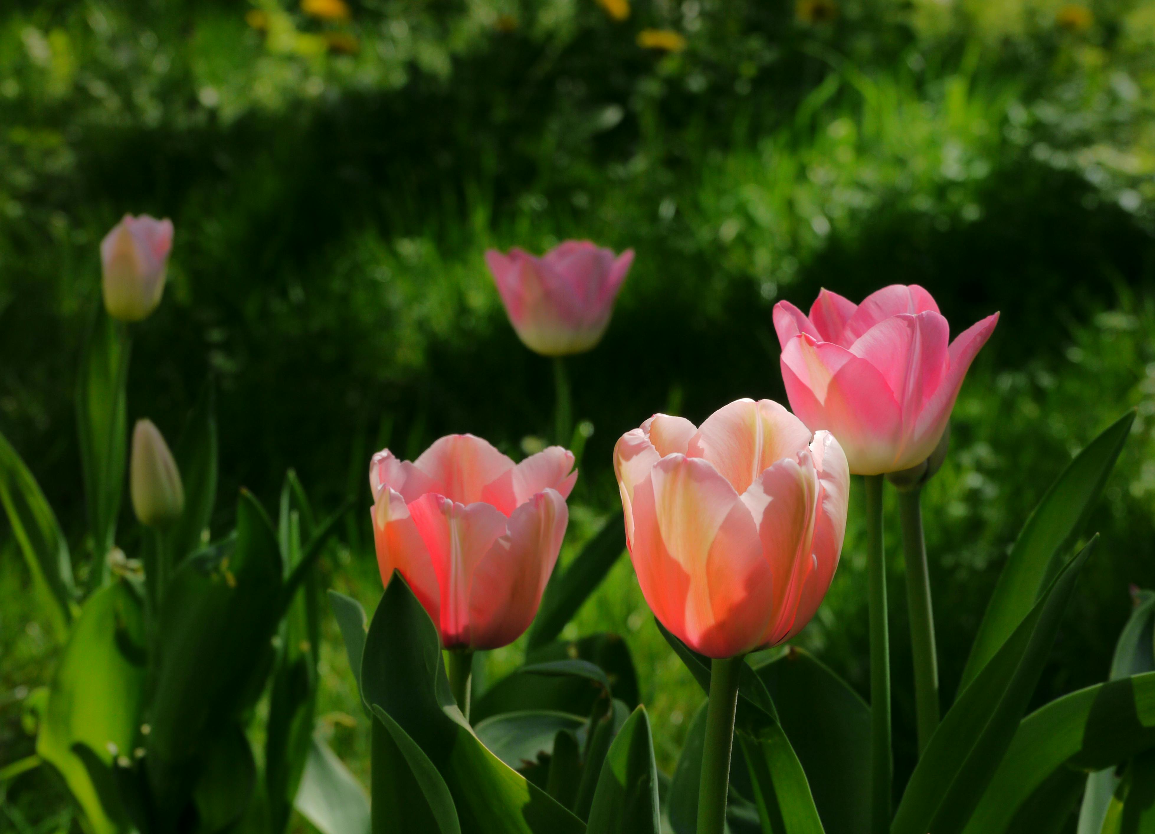 Close-up of Blooming Pink Tulips in Sunlight · Free Stock Photo