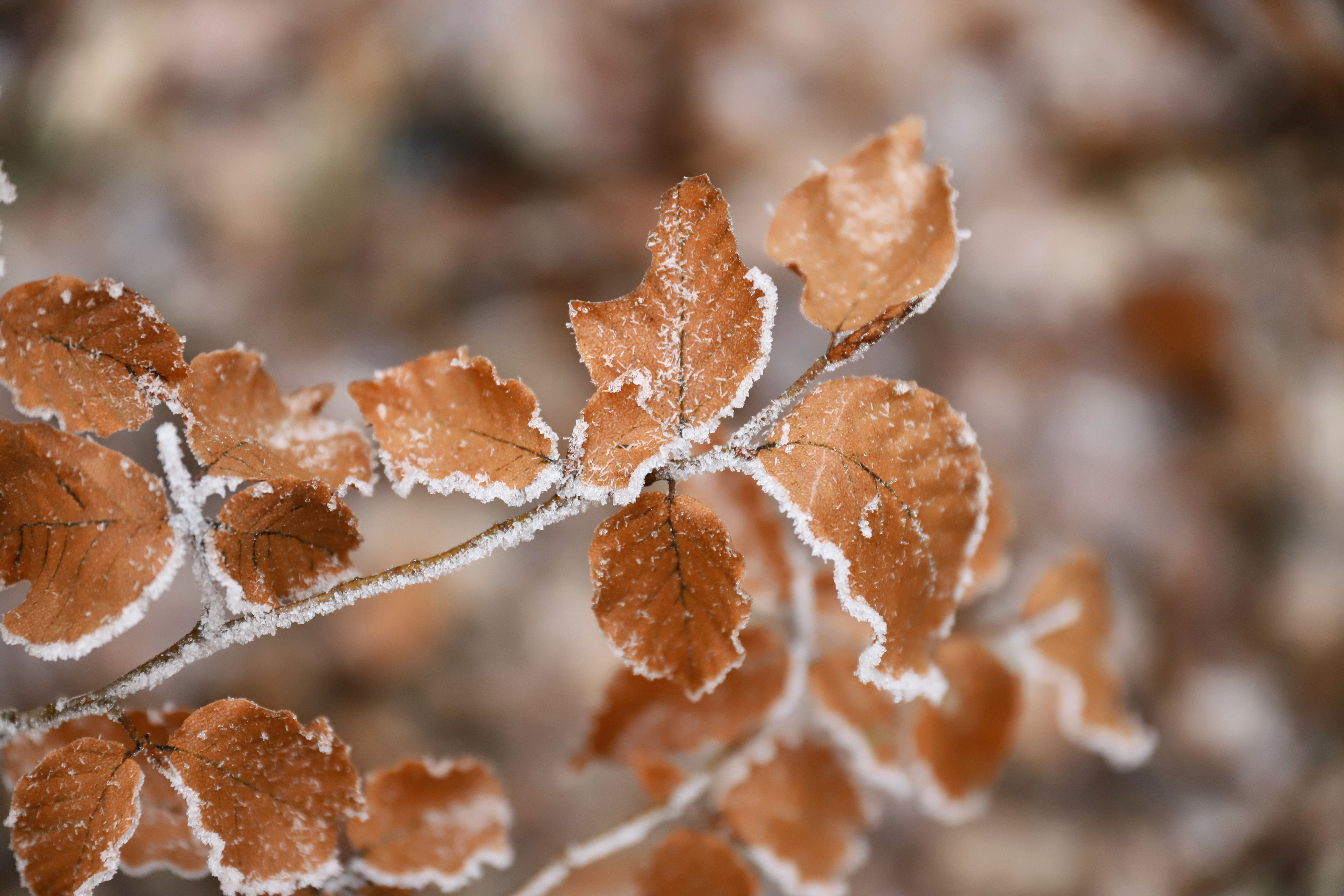 Frost-covered Autumn Leaves in Winter Forest · Free Stock Photo