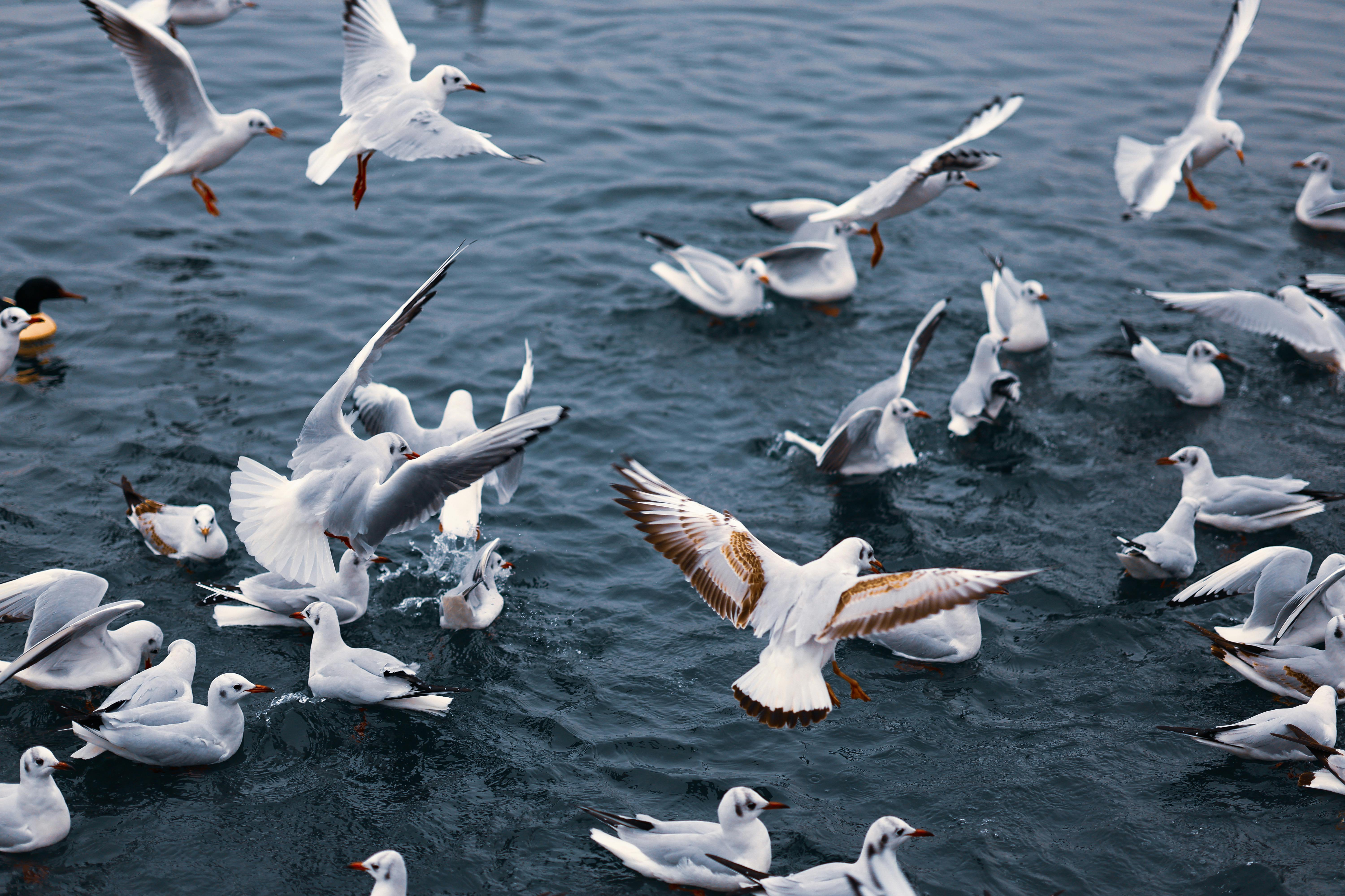 Birds Flapping Photos, Download The BEST Free Birds Flapping Stock ...