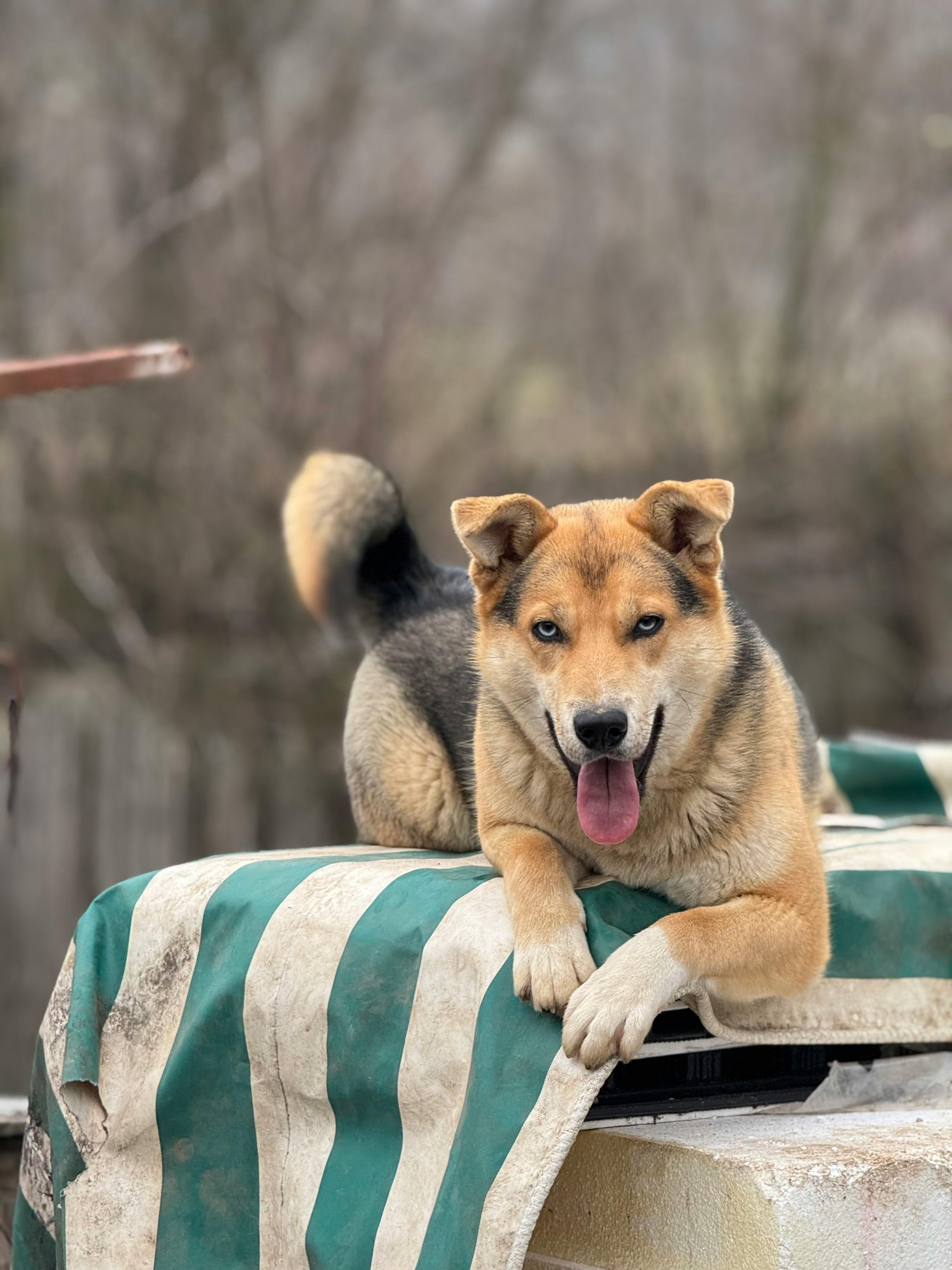 Blurred Background For Dogs Photos, Download The BEST Free Blurred ...