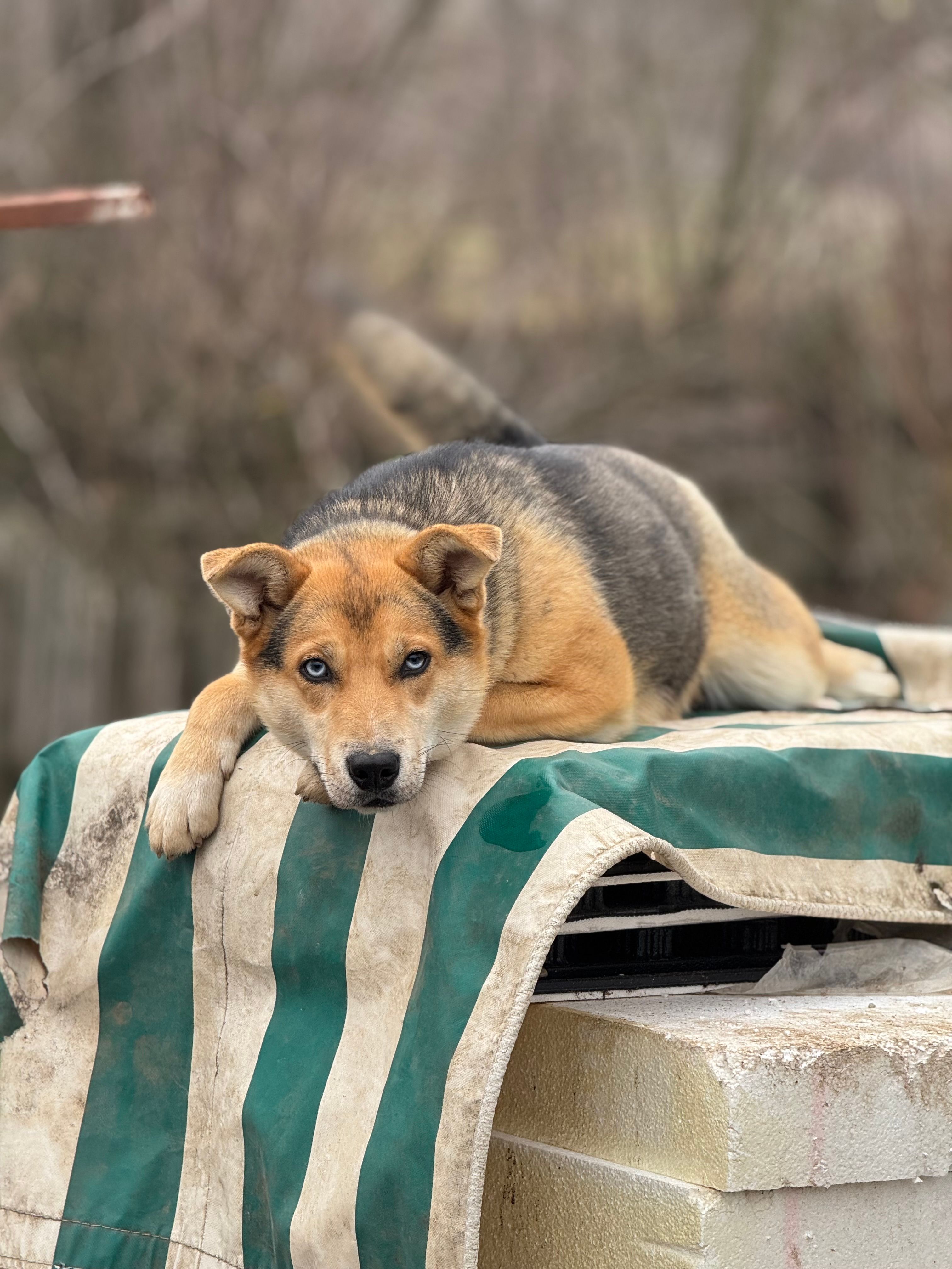 Relaxed Dog on Outdoor Structure · Free Stock Photo