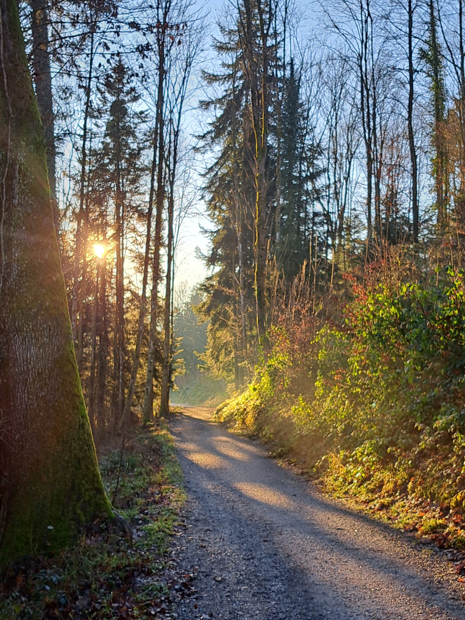 Foggy Path Photos, Download The BEST Free Foggy Path Stock Photos & HD ...