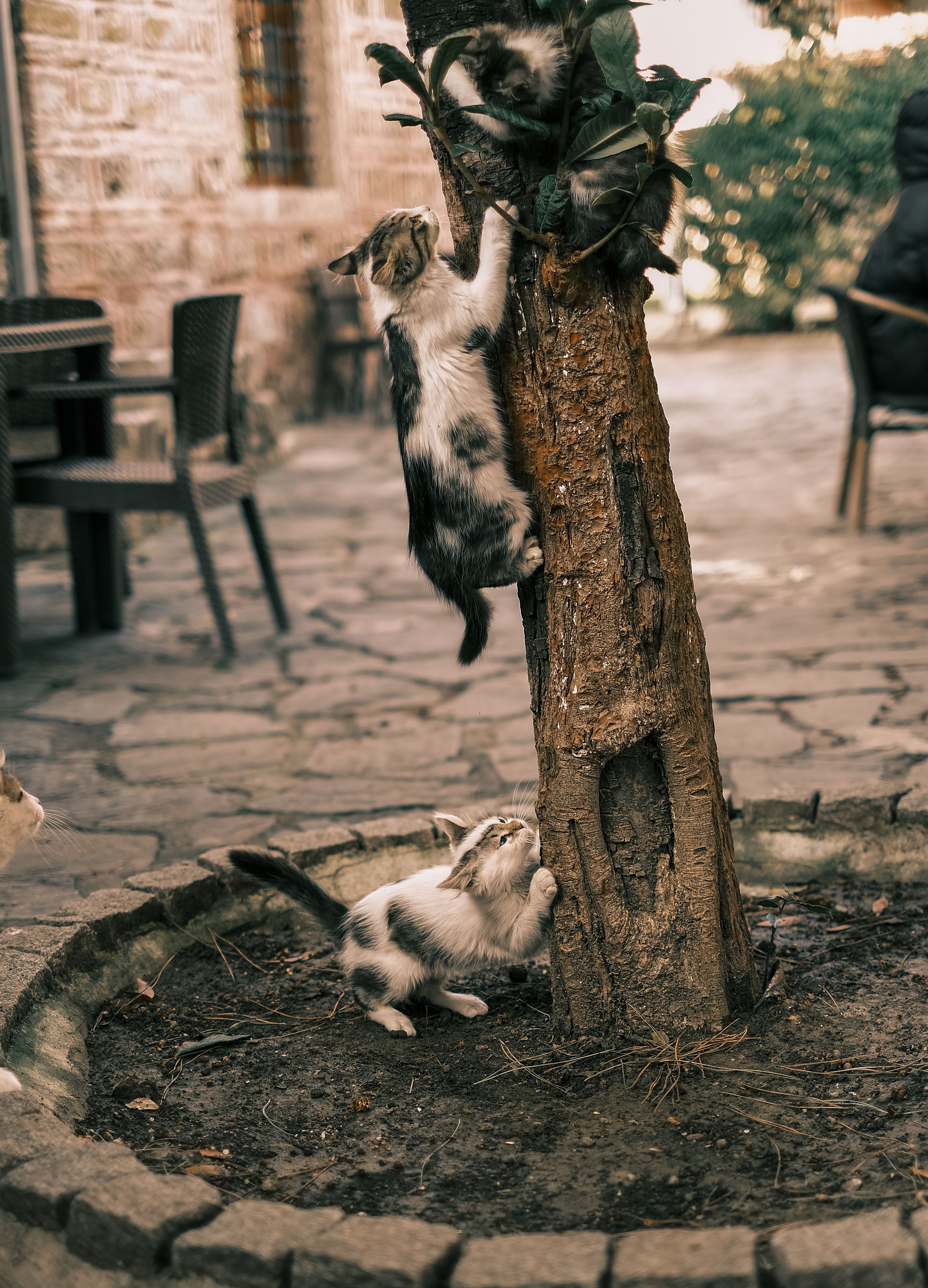 Playful Kittens Climbing a Tree in Türkiye · Free Stock Photo