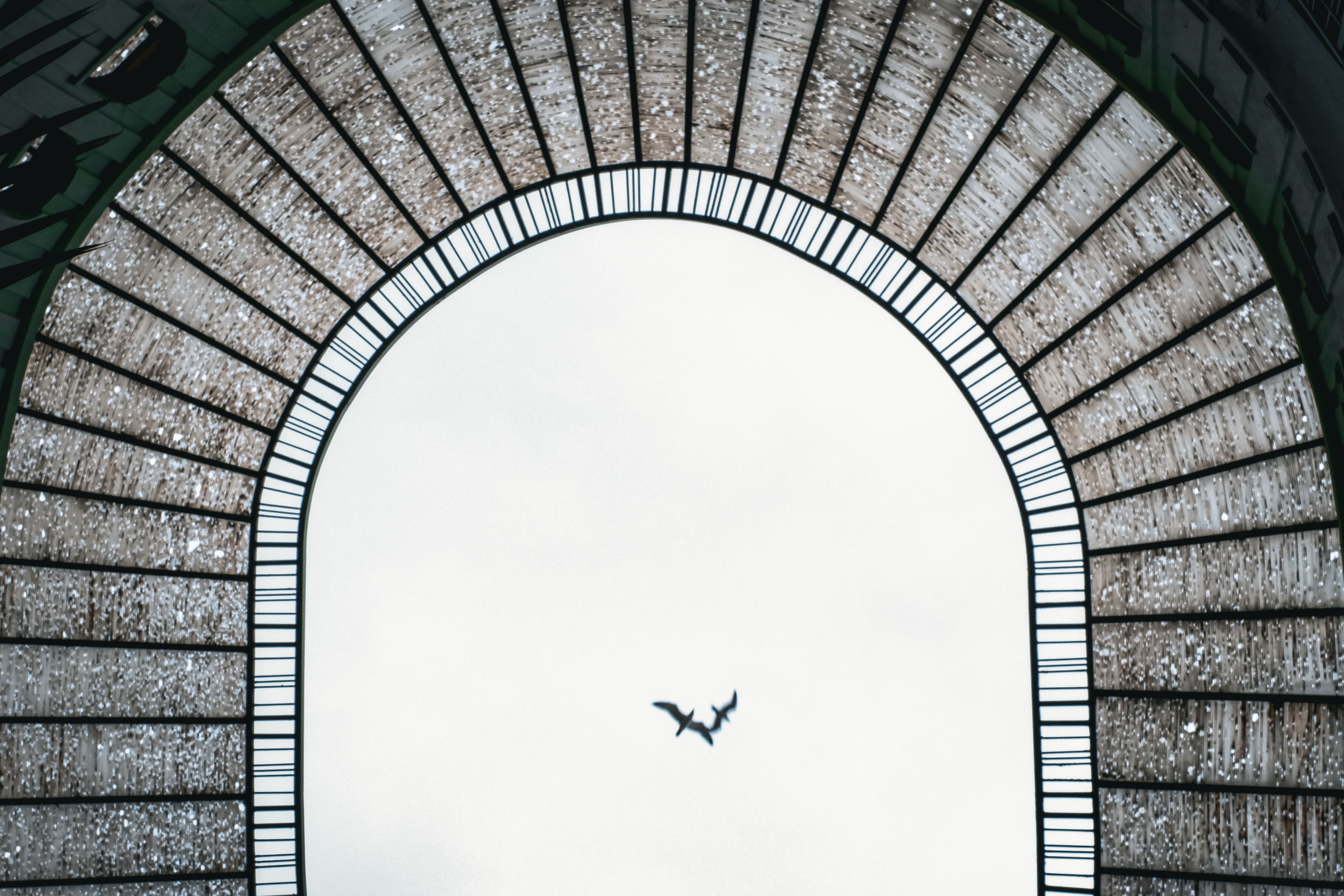 Birds Circular Flight Photos, Download The BEST Free Birds Circular ...