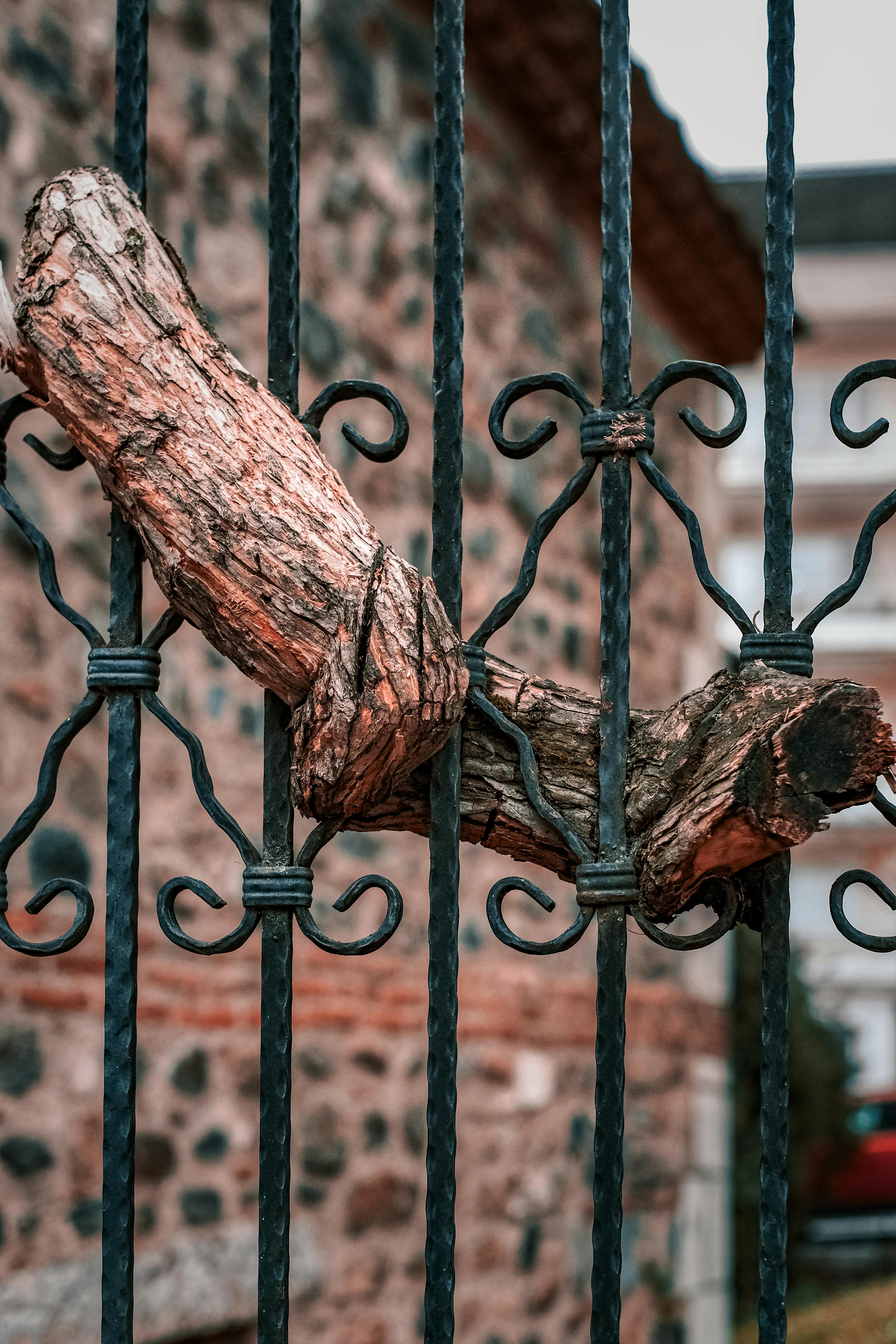 Rustic Iron Fence with Entwined Tree Branch · Free Stock Photo