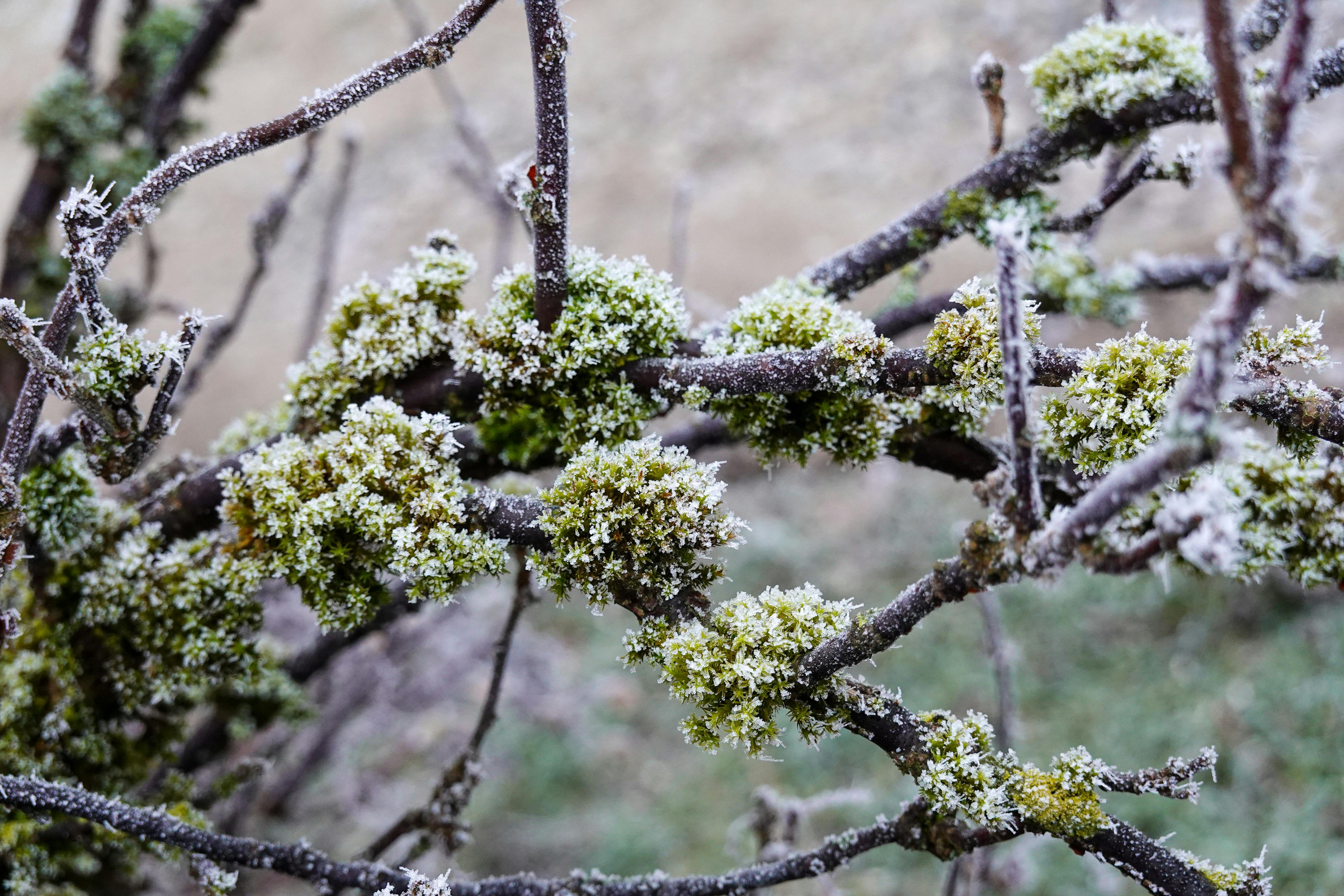 Ice Bark Photos, Download The BEST Free Ice Bark Stock Photos & HD Images