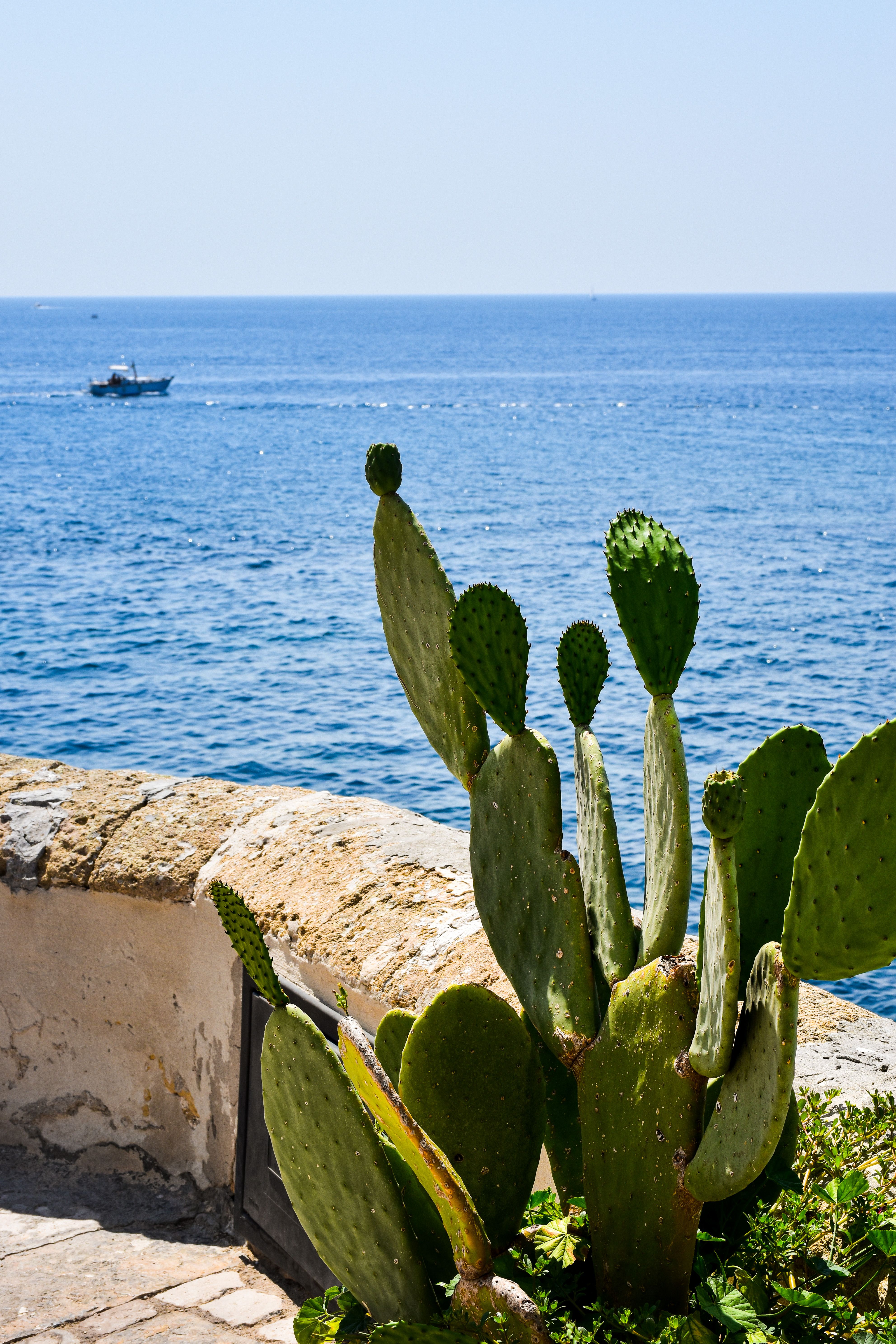 Prickly Pear Cactus Overlooking Adriatic Sea in Apulia · Free Stock Photo