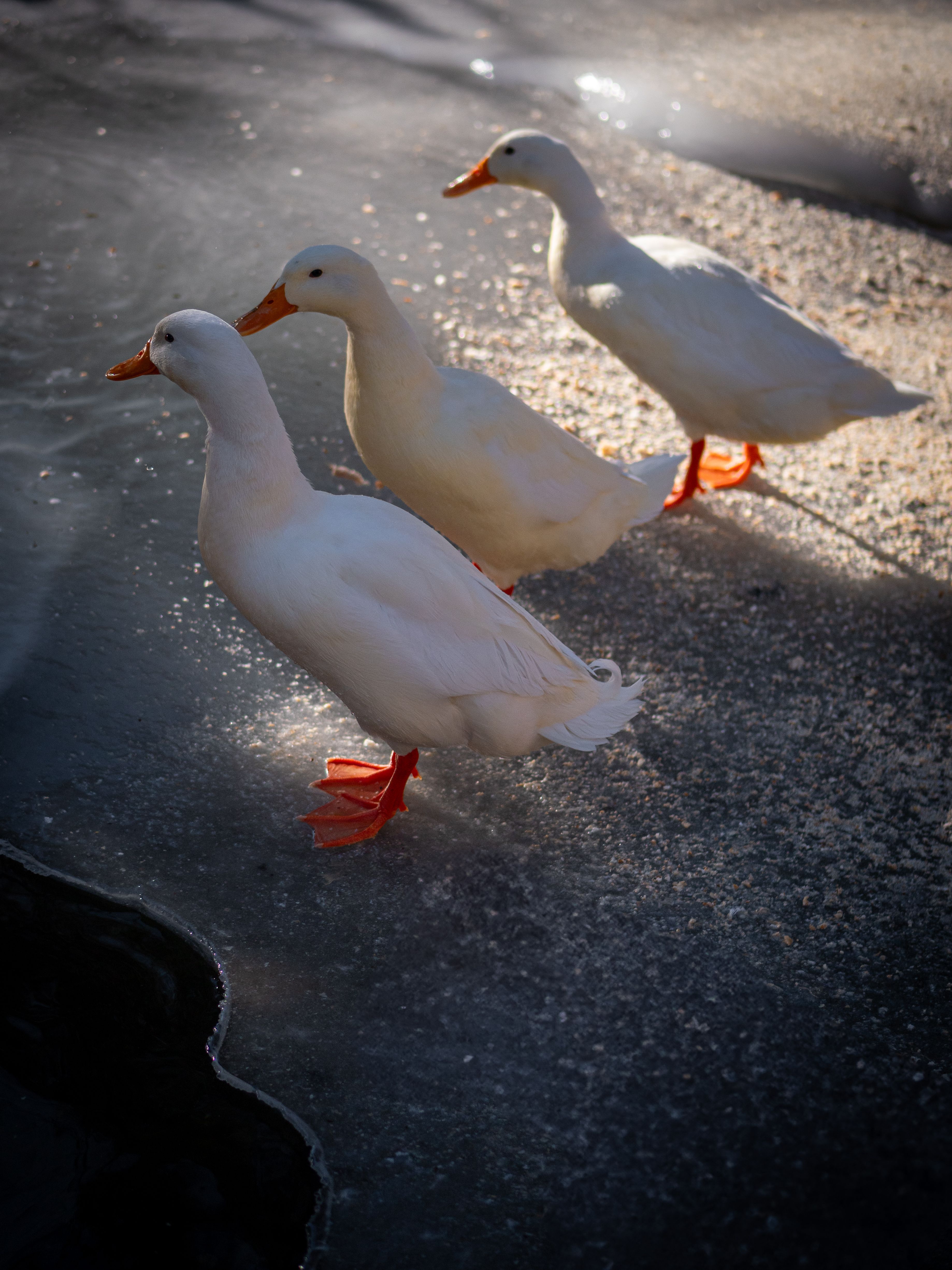 Drei Enten Laufen Auf Eisiger Oberfläche · Kostenloses Stock-Foto