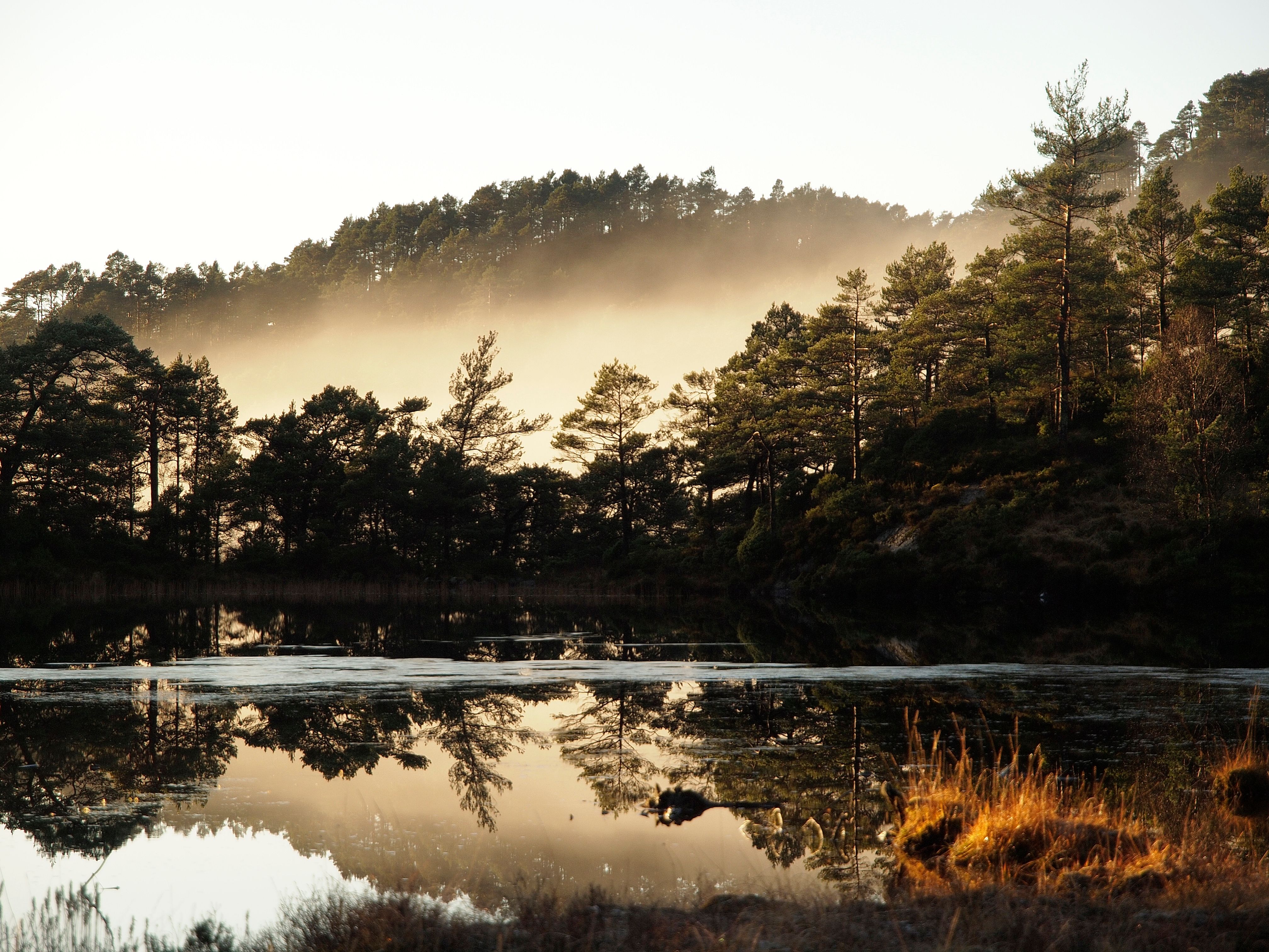 Serene Forest Lake at Dawn in Fitjar, Norway · Free Stock Photo