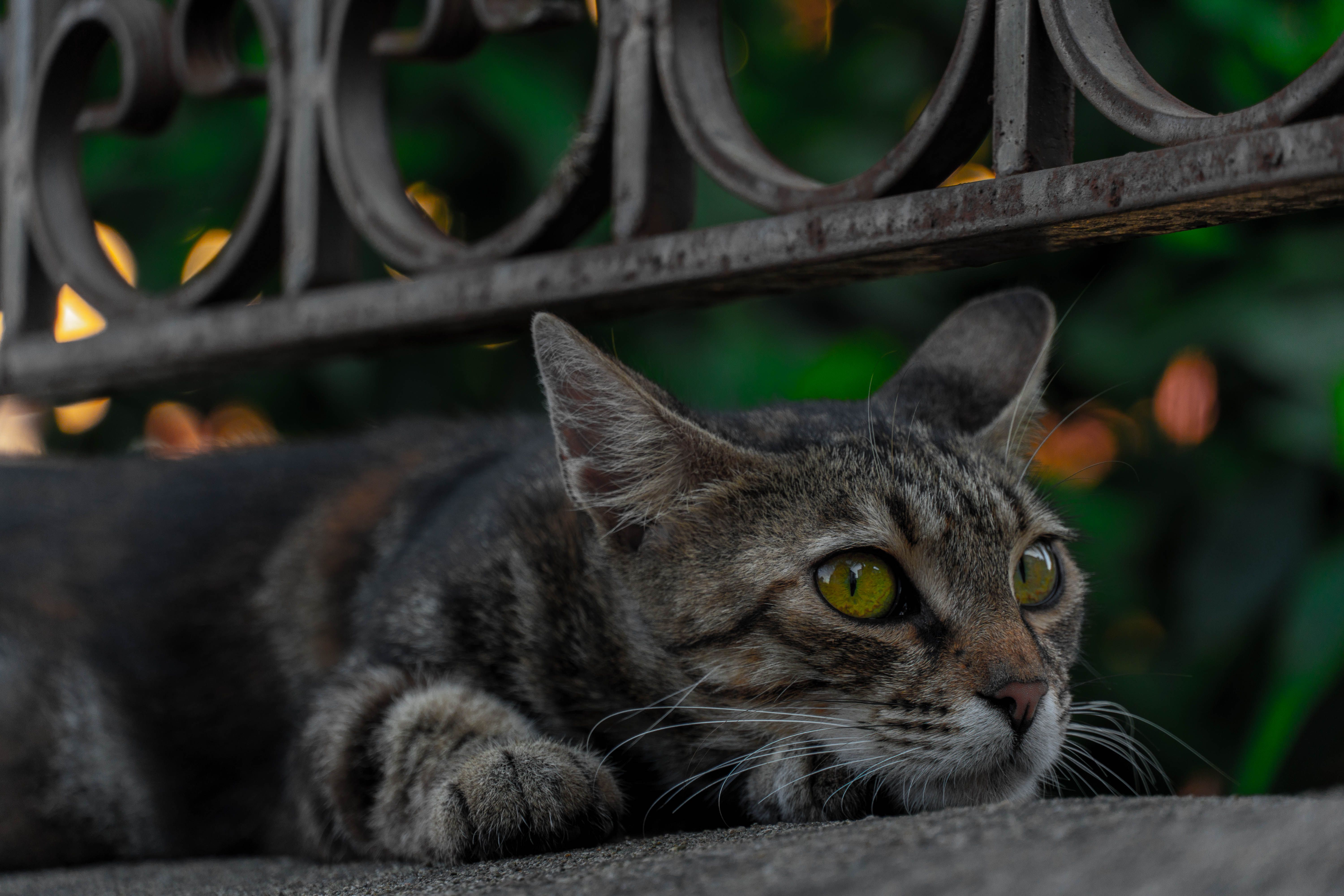 Cat Mass Photos, Download The BEST Free Cat Mass Stock Photos & HD Images