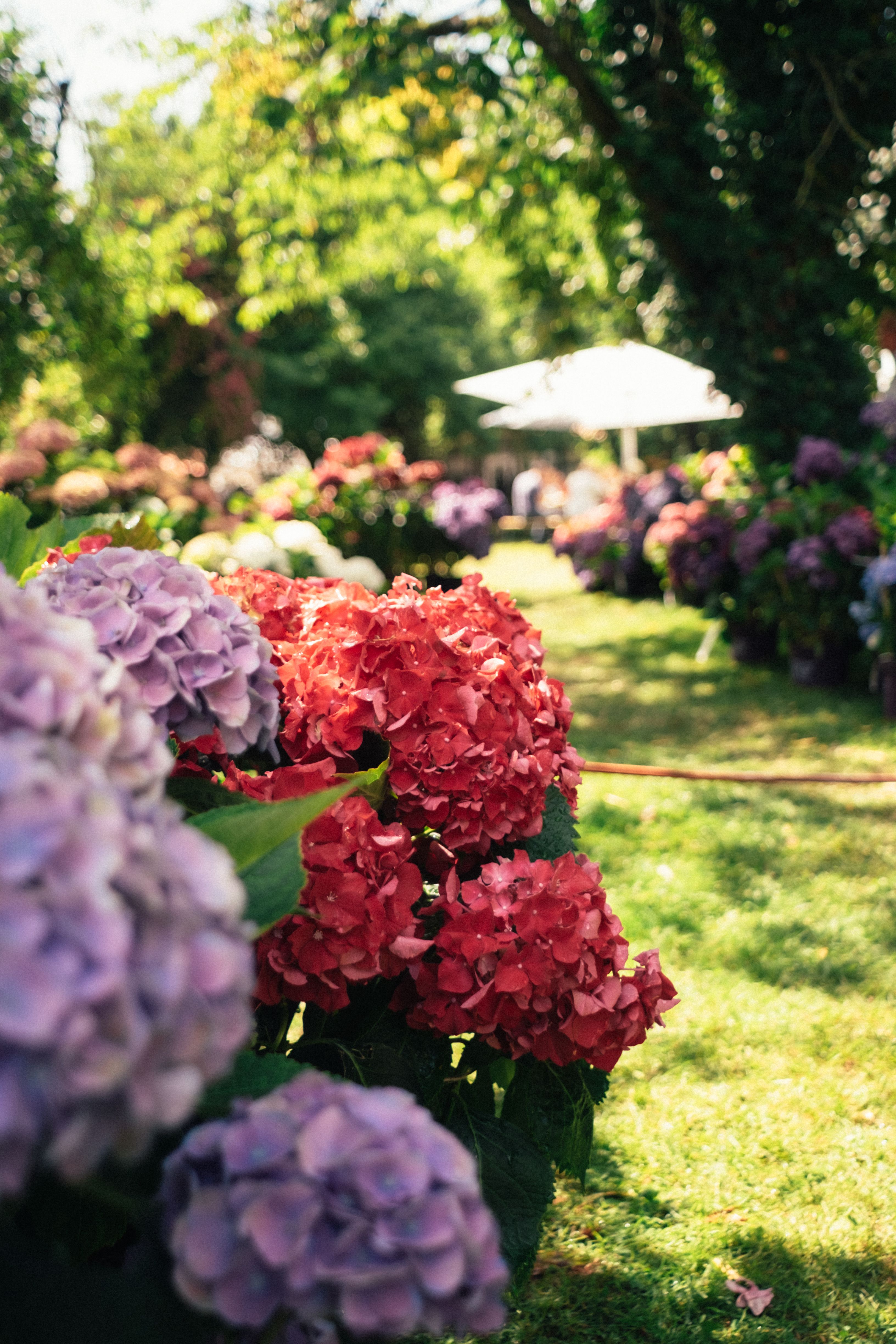 Vibrant Hydrangea Garden in Summer Sunlight · Free Stock Photo