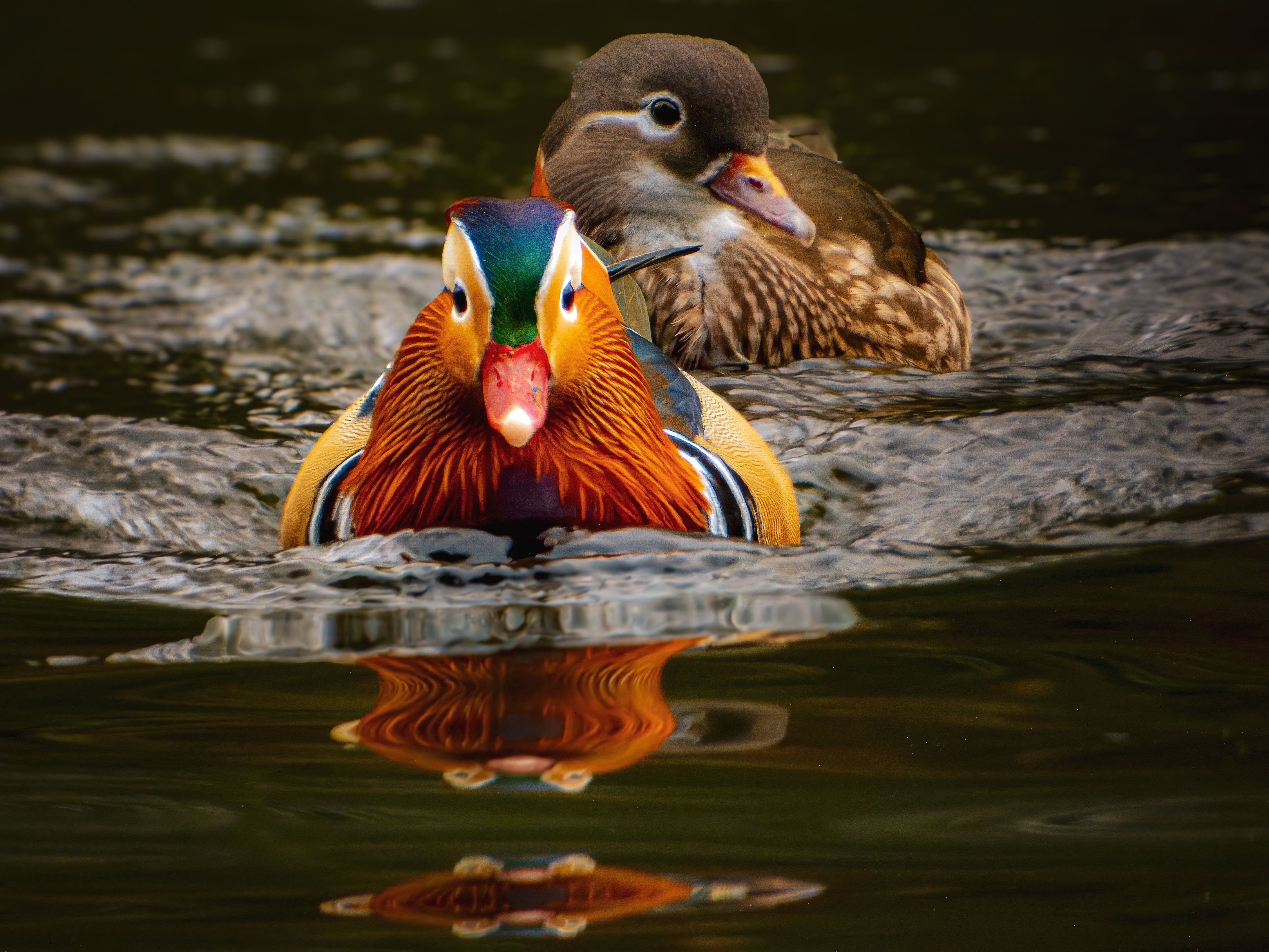Colorful Mandarin Ducks Swimming on a Pond · Free Stock Photo