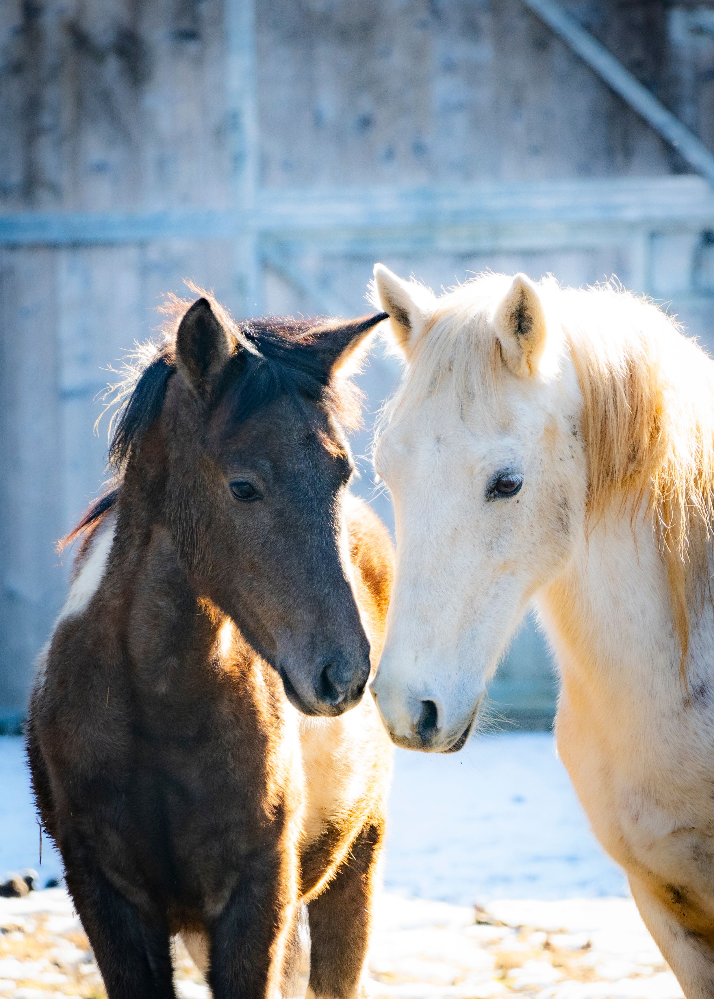 Dois Cavalos Se Unindo Em Um Cercado Iluminado Pelo Sol · Foto ...