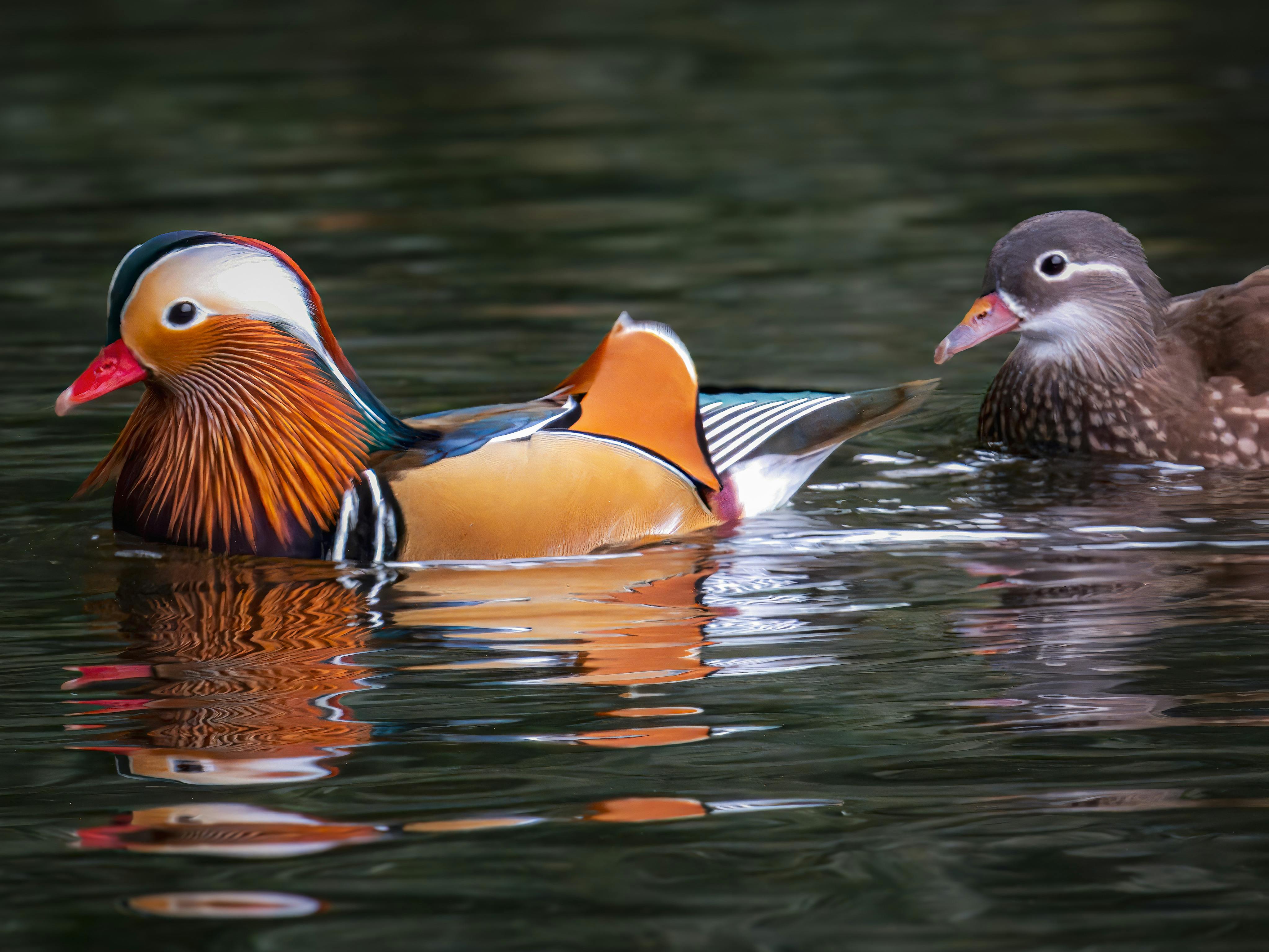 White and Blue and Red and Brown Feathered Bird · Free Stock Photo
