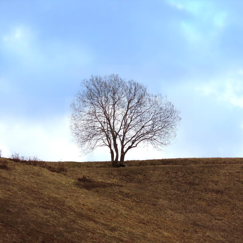 Winter Tree Photos, Download The BEST Free Winter Tree Stock Photos ...