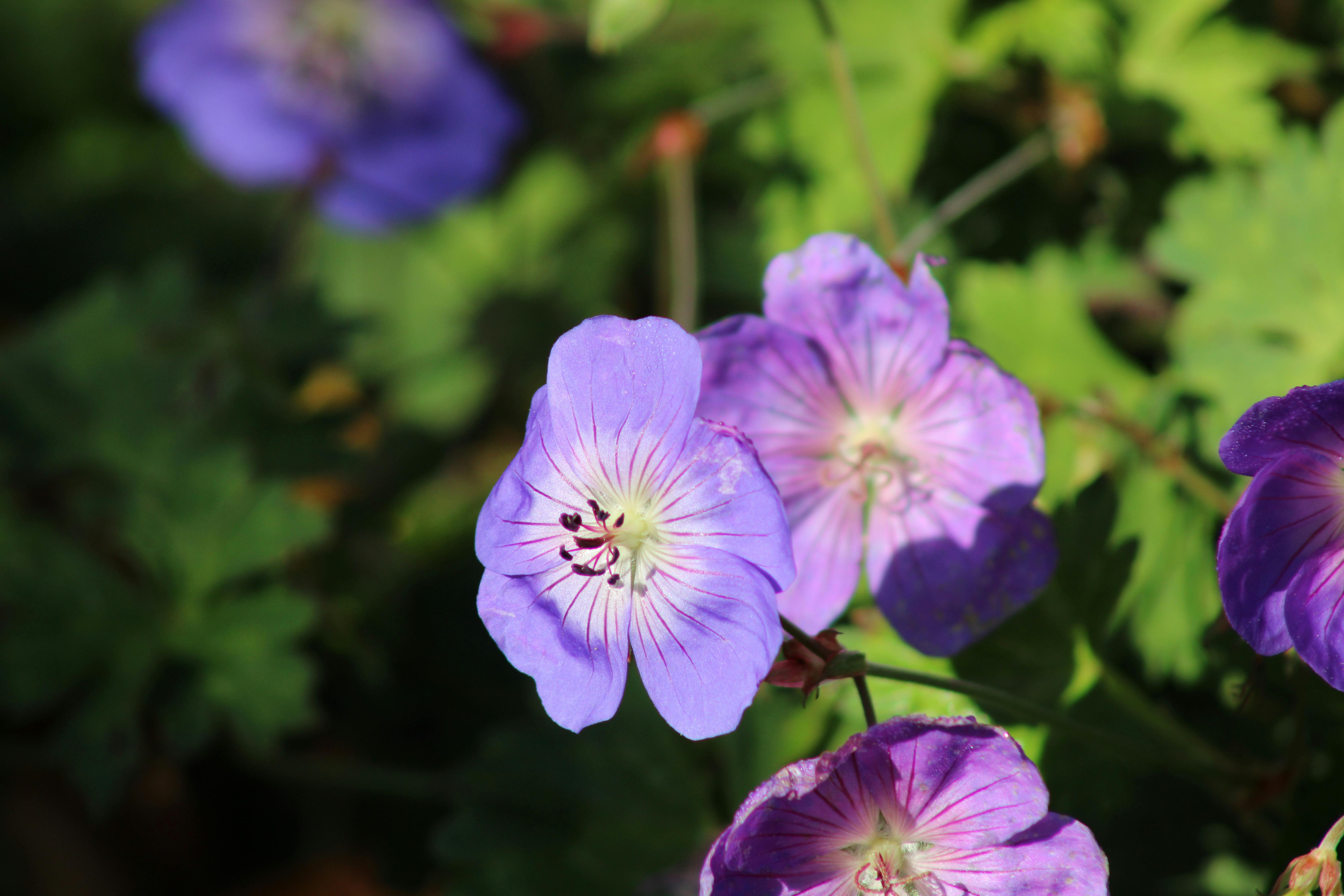 Purple Geranium Flowers in Summer Sunlight · Free Stock Photo