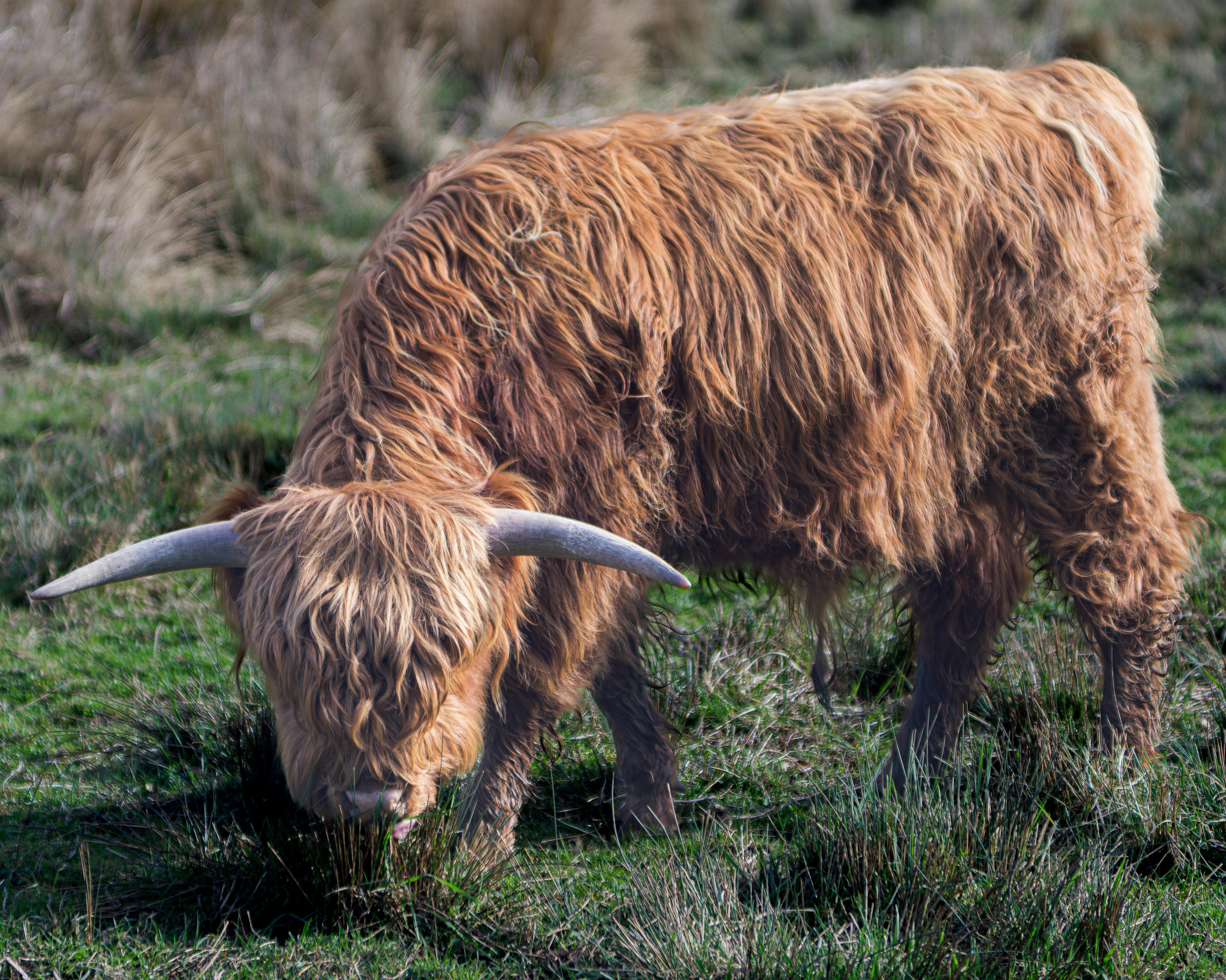 Fluffy Cows Photos, Download The BEST Free Fluffy Cows Stock Photos ...