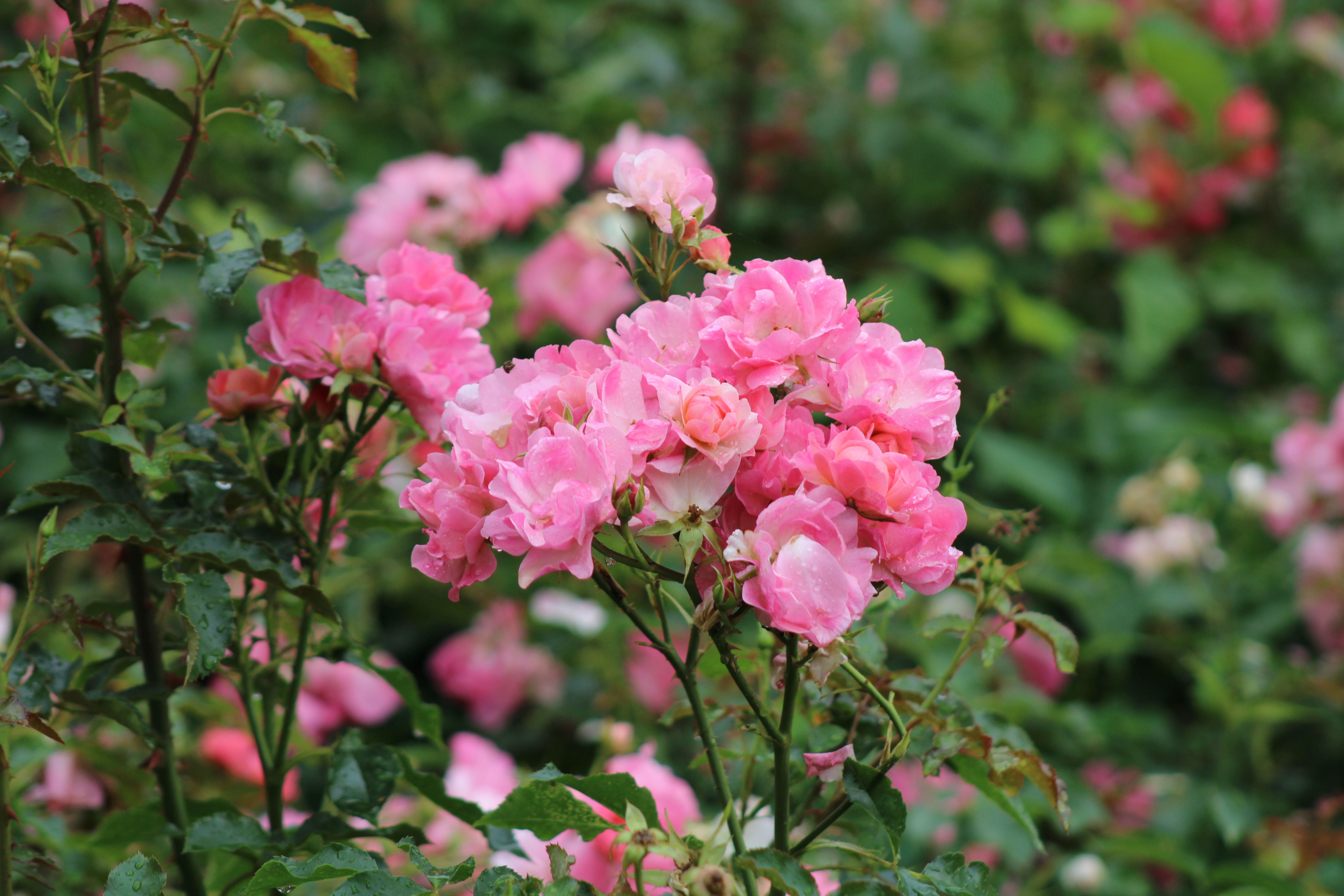 Vibrant Pink Roses in Bloom at Toronto Garden · Free Stock Photo