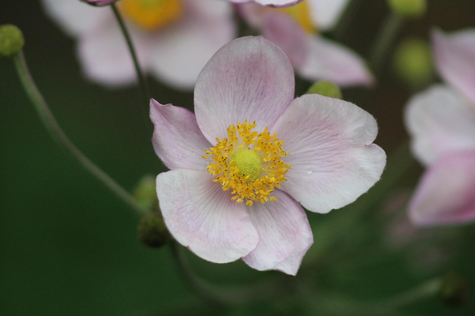 Closeup Flower Photos, Download The BEST Free Closeup Flower Stock ...