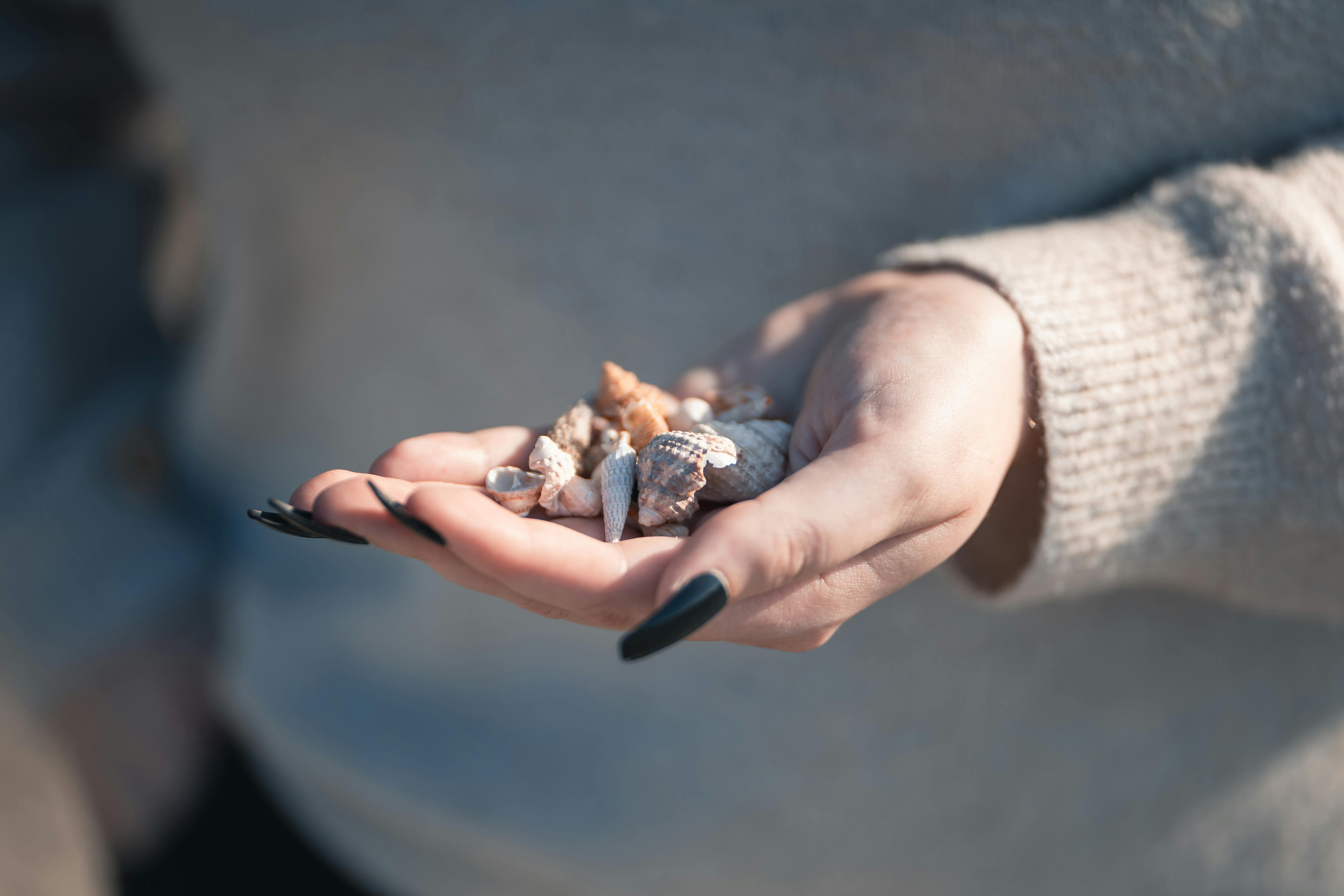 Main Tenant De Petits Coquillages Sur Une Plage · Photo gratuite