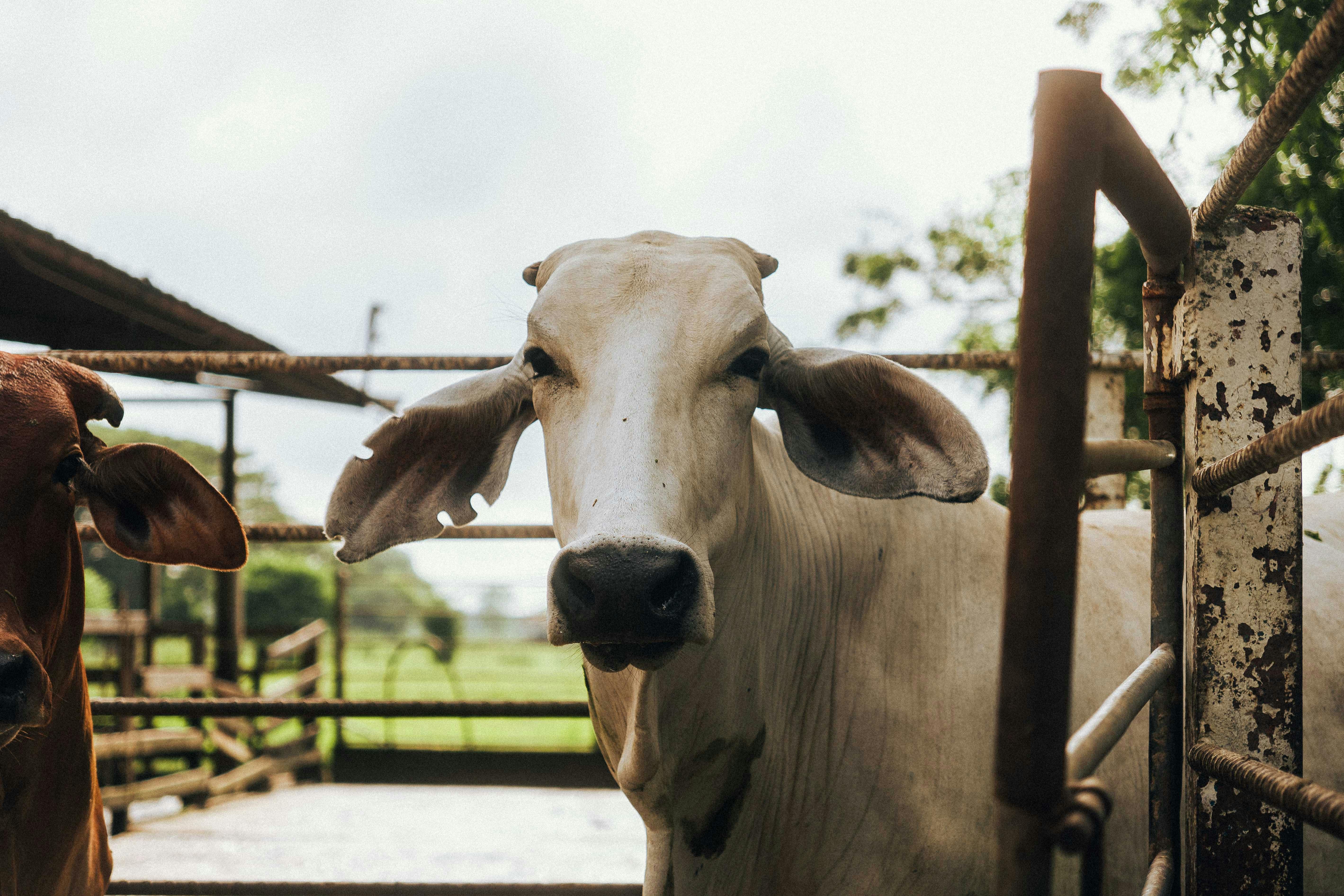 White Brahman Cow in Farm Pen Looking Curious · Free Stock Photo