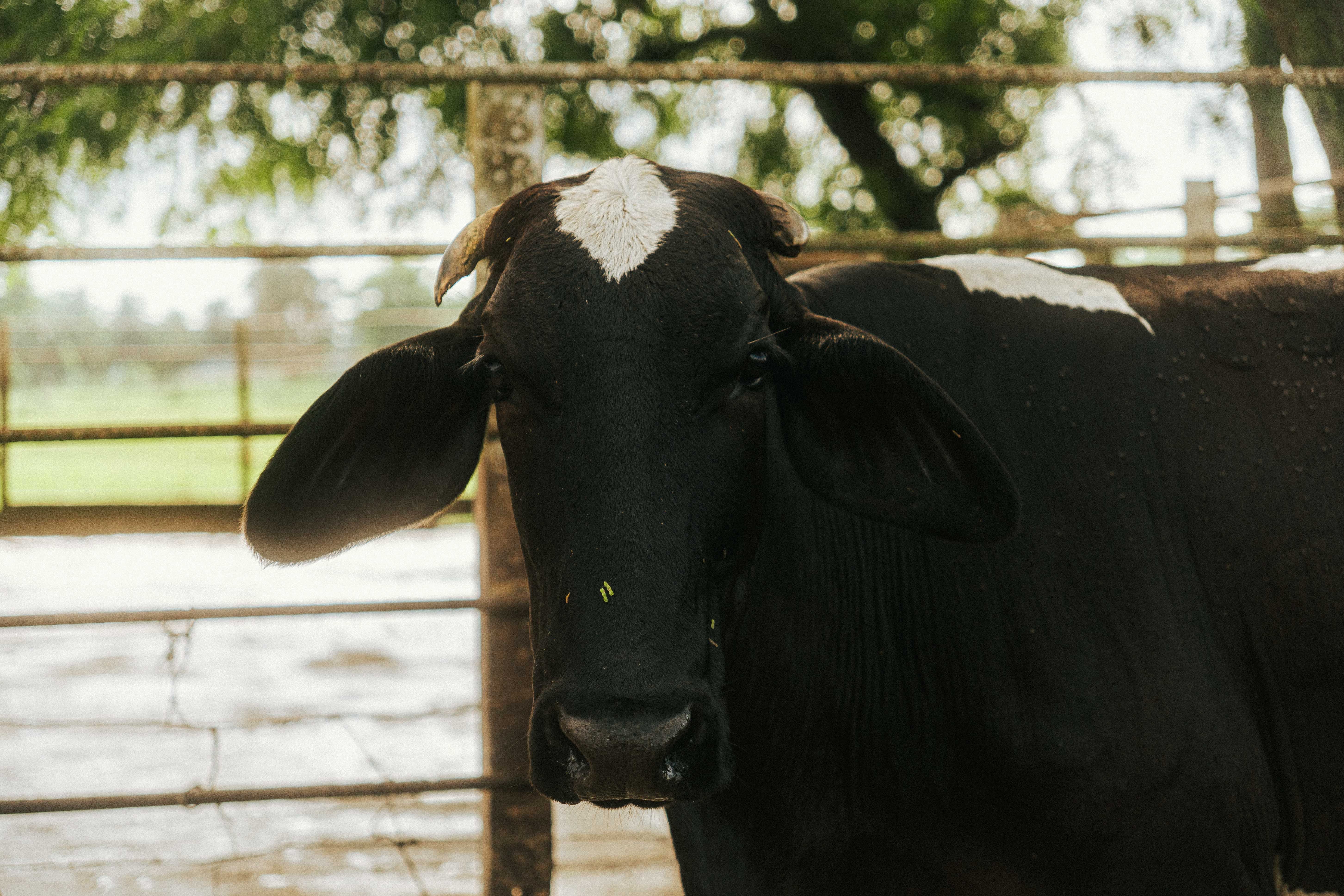 Close-up of Black Cow in Sunny Barn Setting · Free Stock Photo