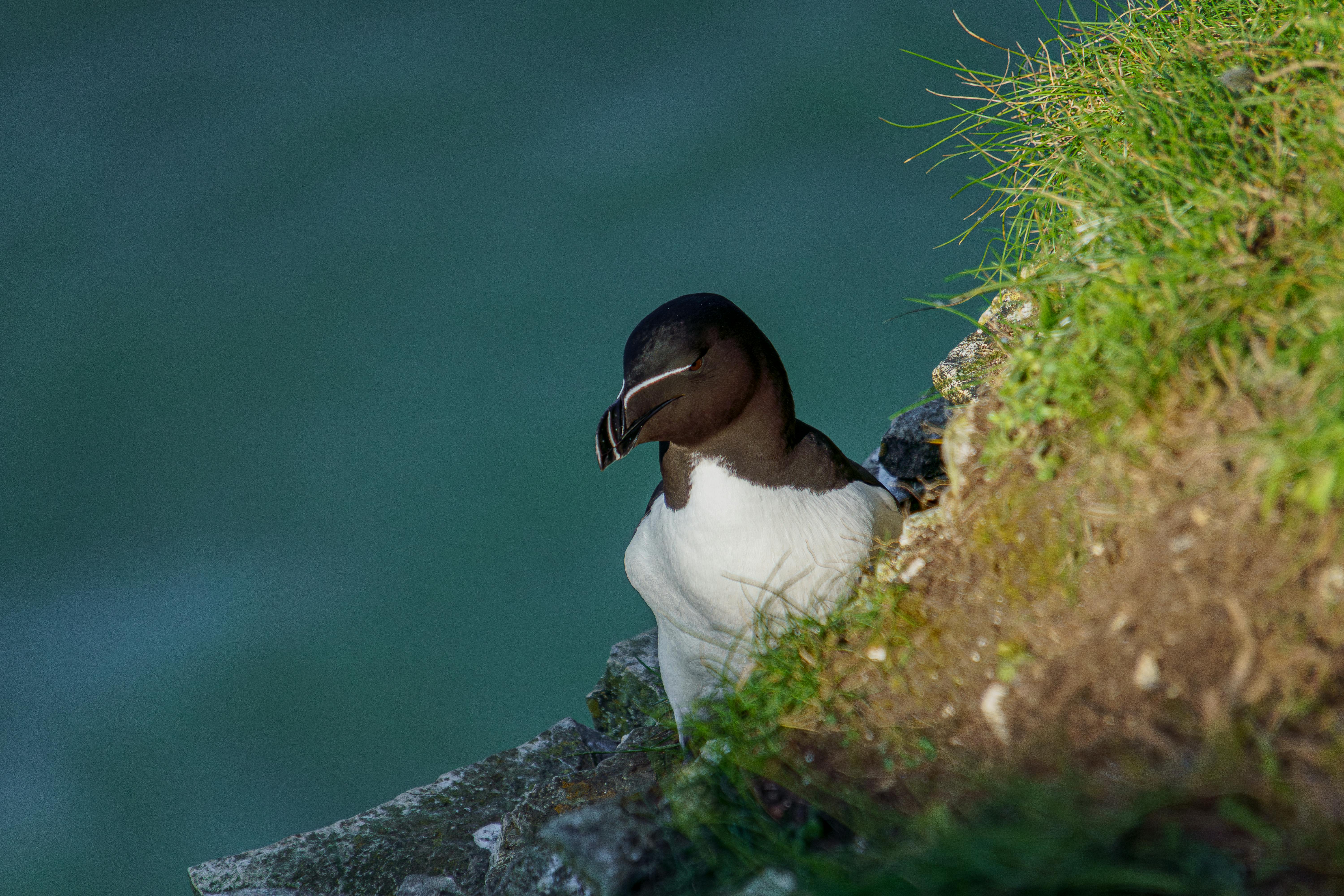 Razorbill Bird Photos, Download The BEST Free Razorbill Bird Stock ...