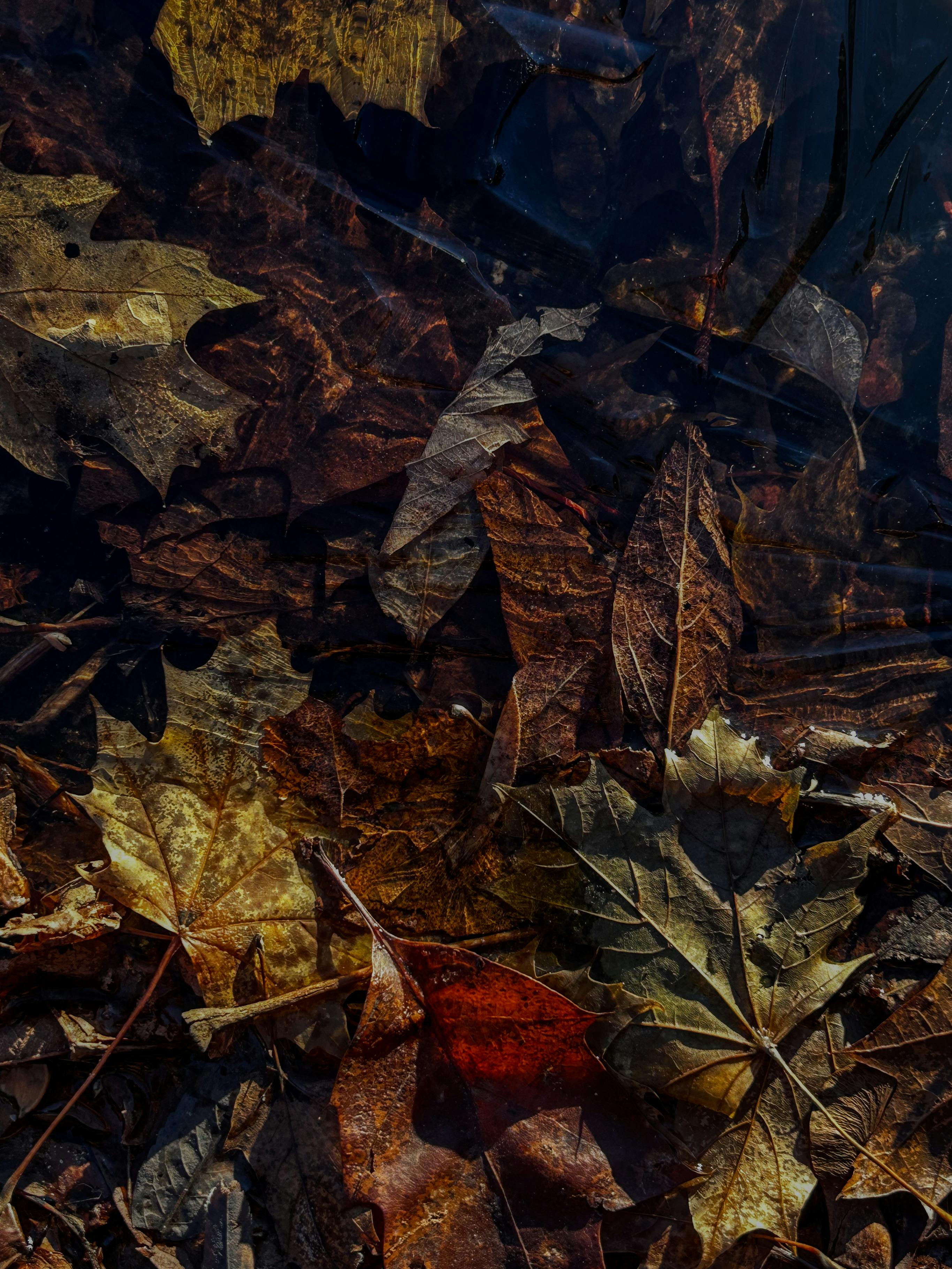 Ice Ace Photos, Download The BEST Free Ice Ace Stock Photos & HD Images