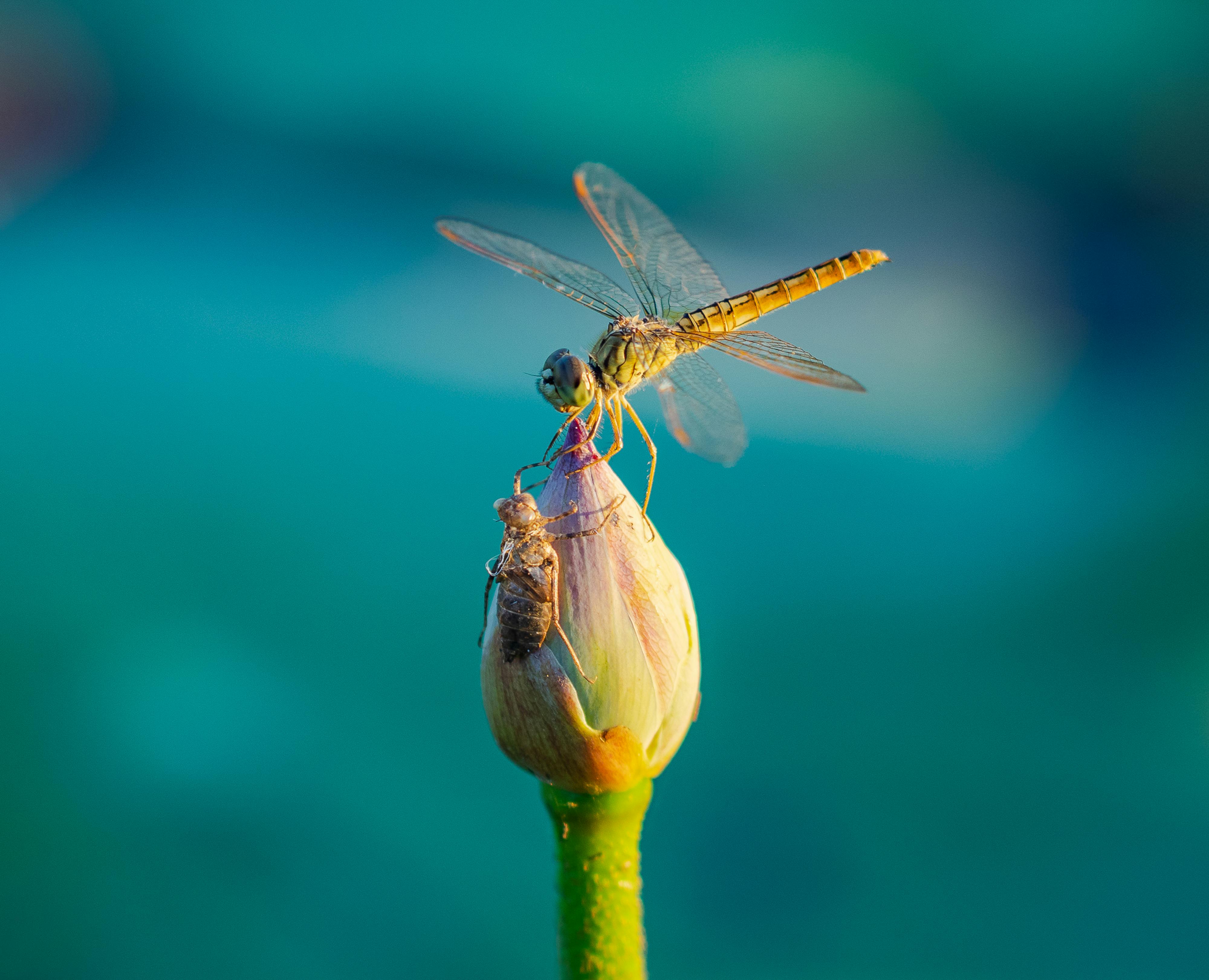 Dragonfly Resting on Lotus Bud in Vietnam · Free Stock Photo