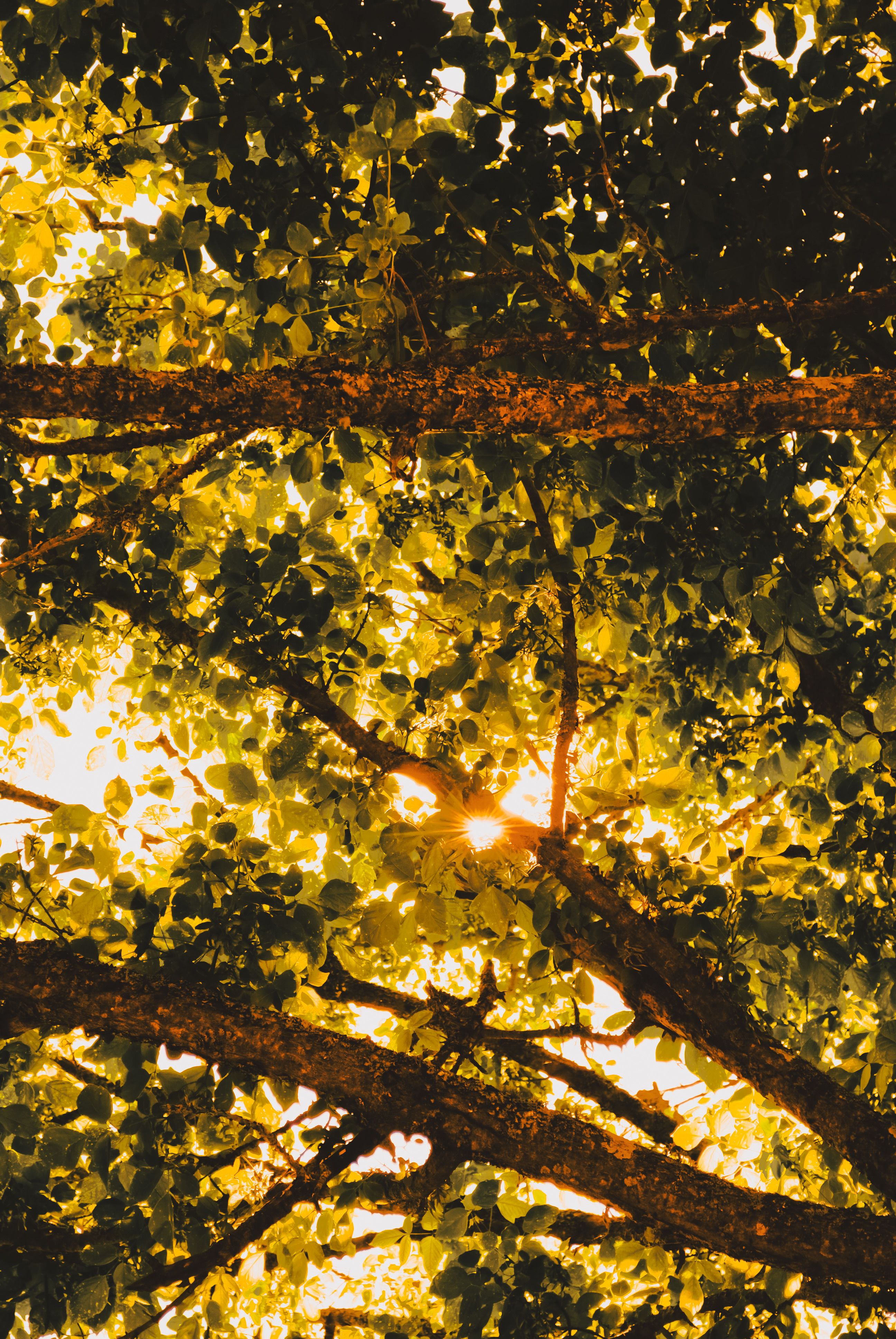 Sunlight Filtering Through Lush Greenery in Nature · Free Stock Photo
