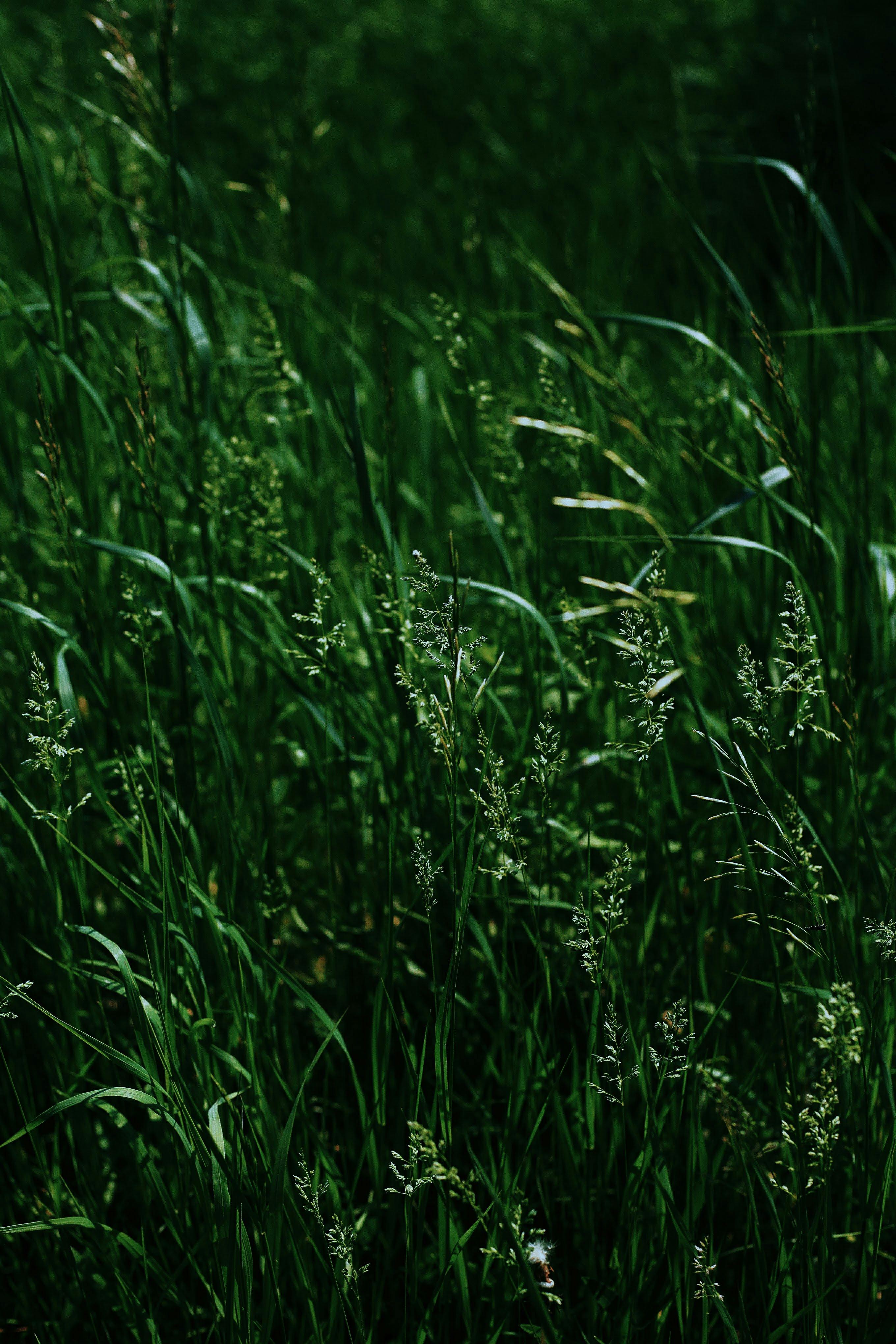 Green Grass Lawn · Free Stock Photo
