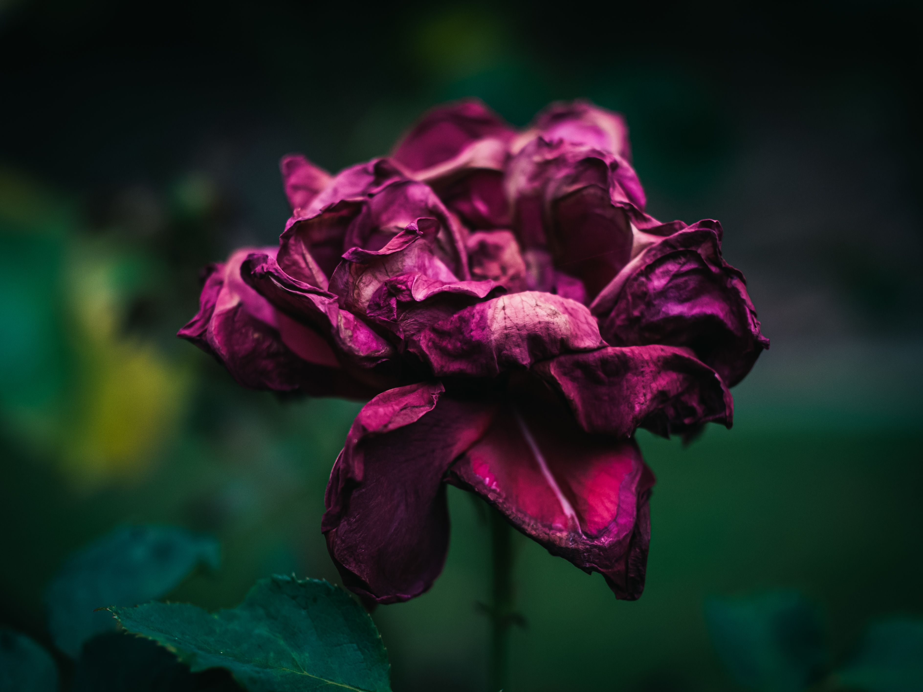 Close-up of a Withered Dark Red Rose · Free Stock Photo