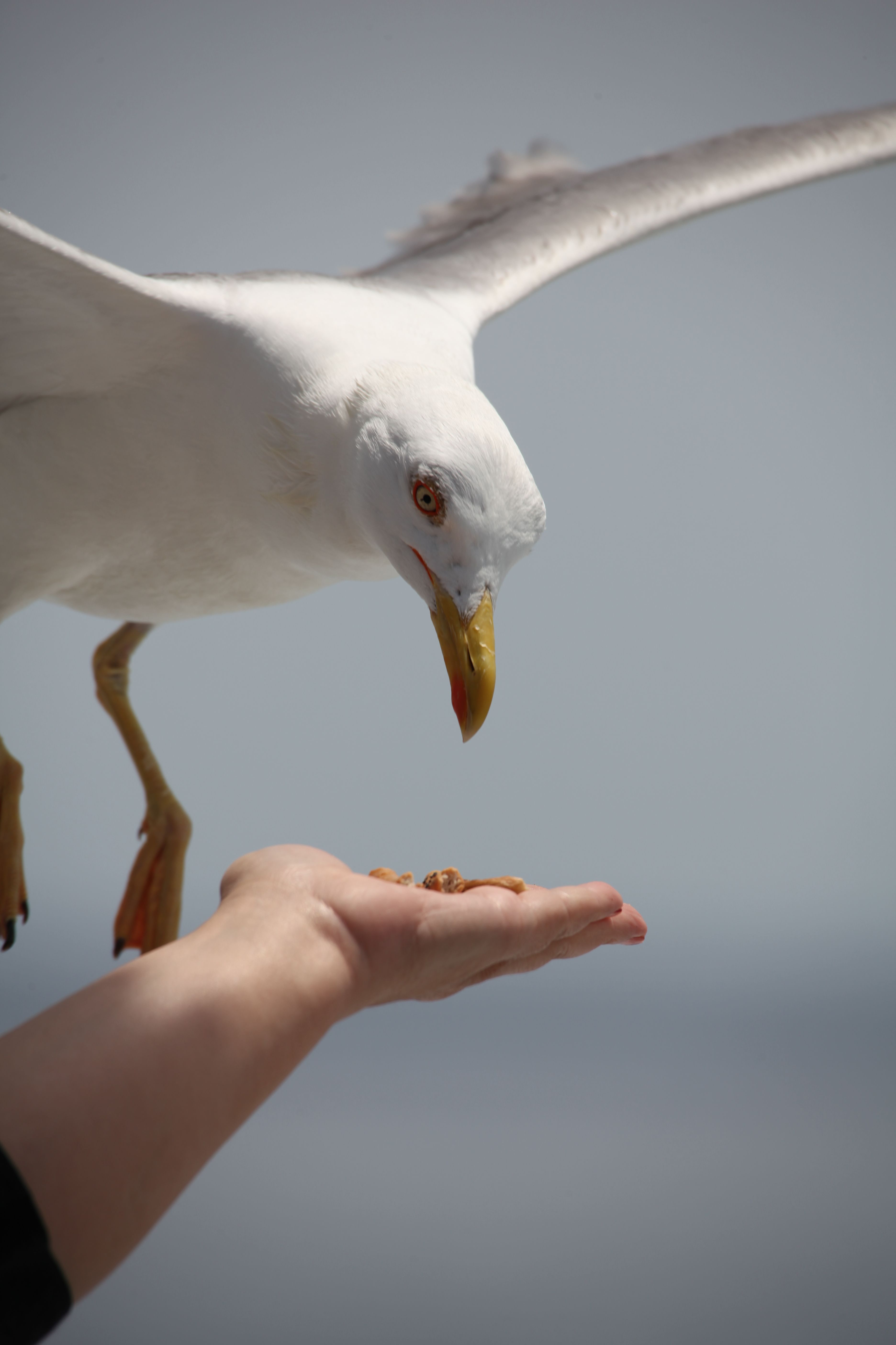 Seagull Feeding from Hand Outdoor Scene · Free Stock Photo