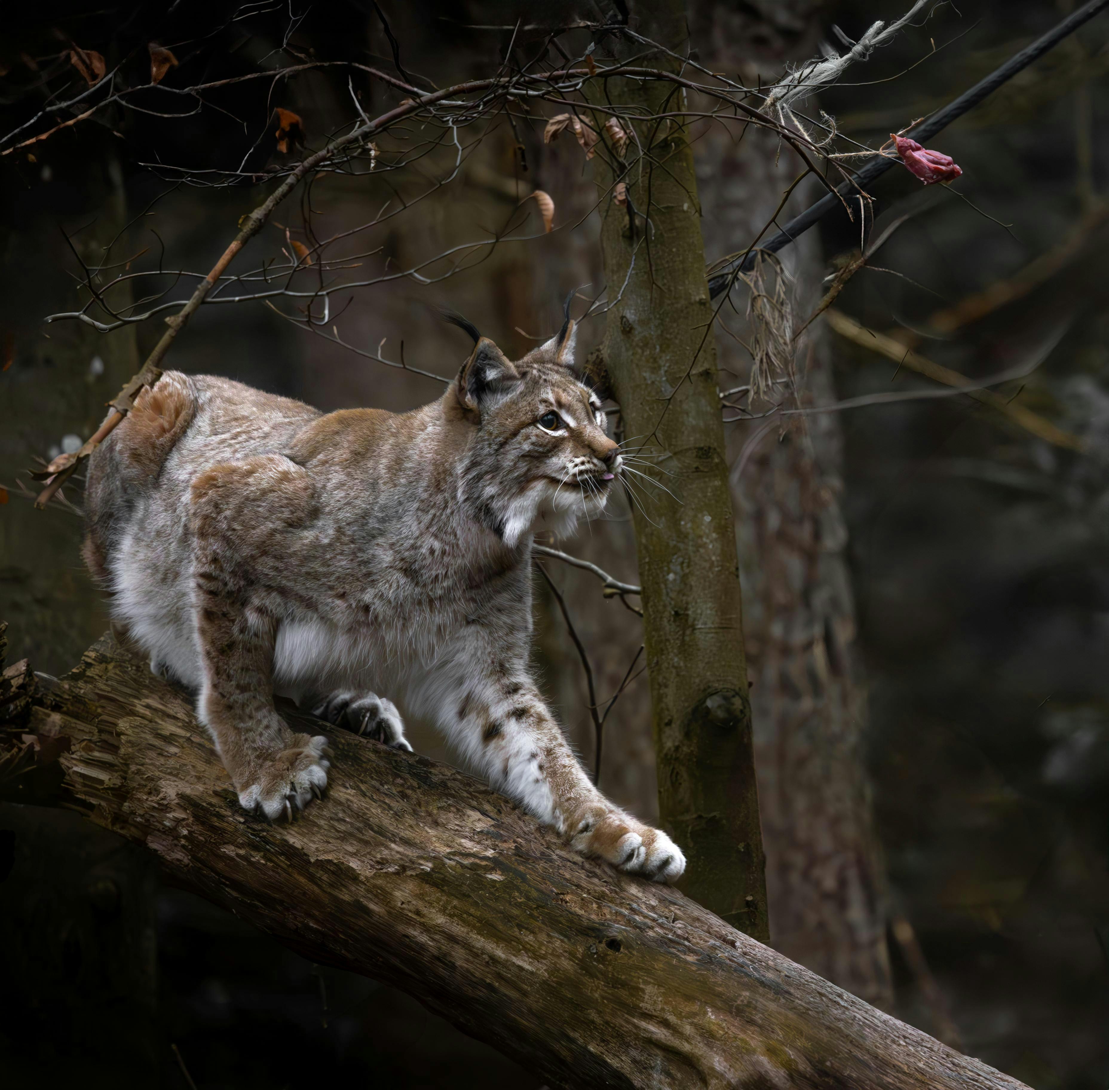 Lynx Prowling on a Fallen Tree in Forest · Free Stock Photo