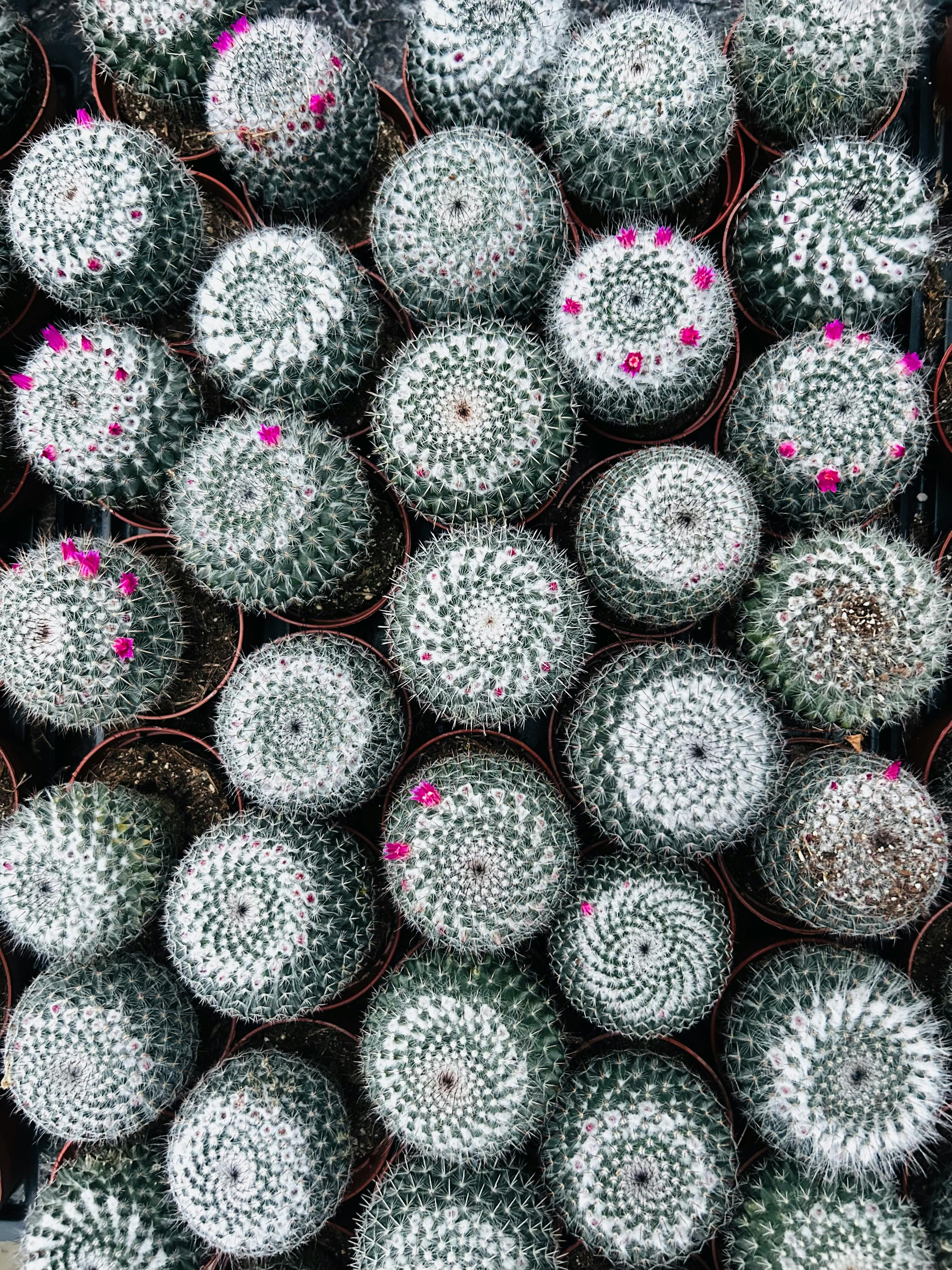 Top view of multiple round cacti with pink blooms · Free Stock Photo