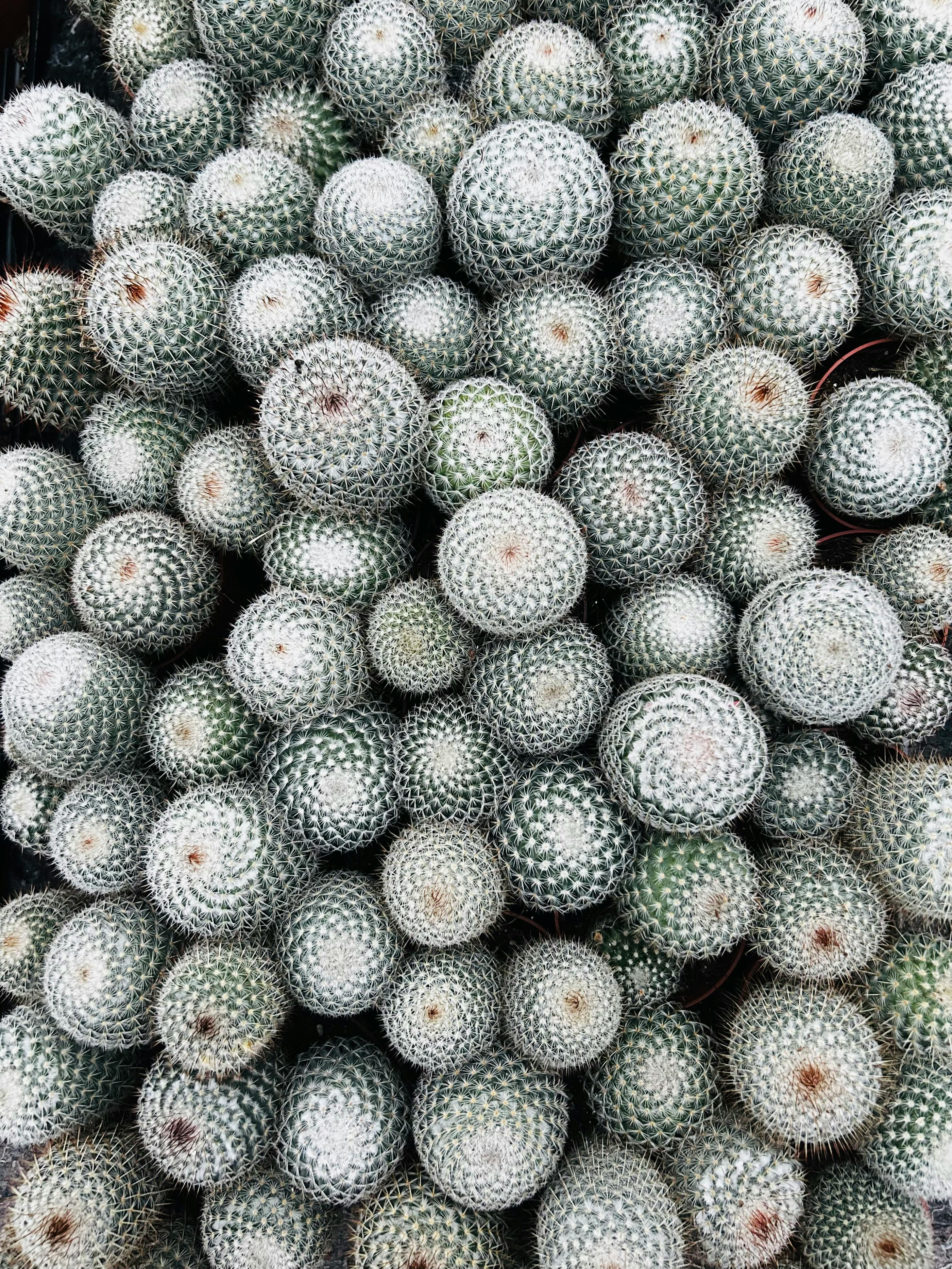 Cluster of Round Cacti in Soft Light · Free Stock Photo