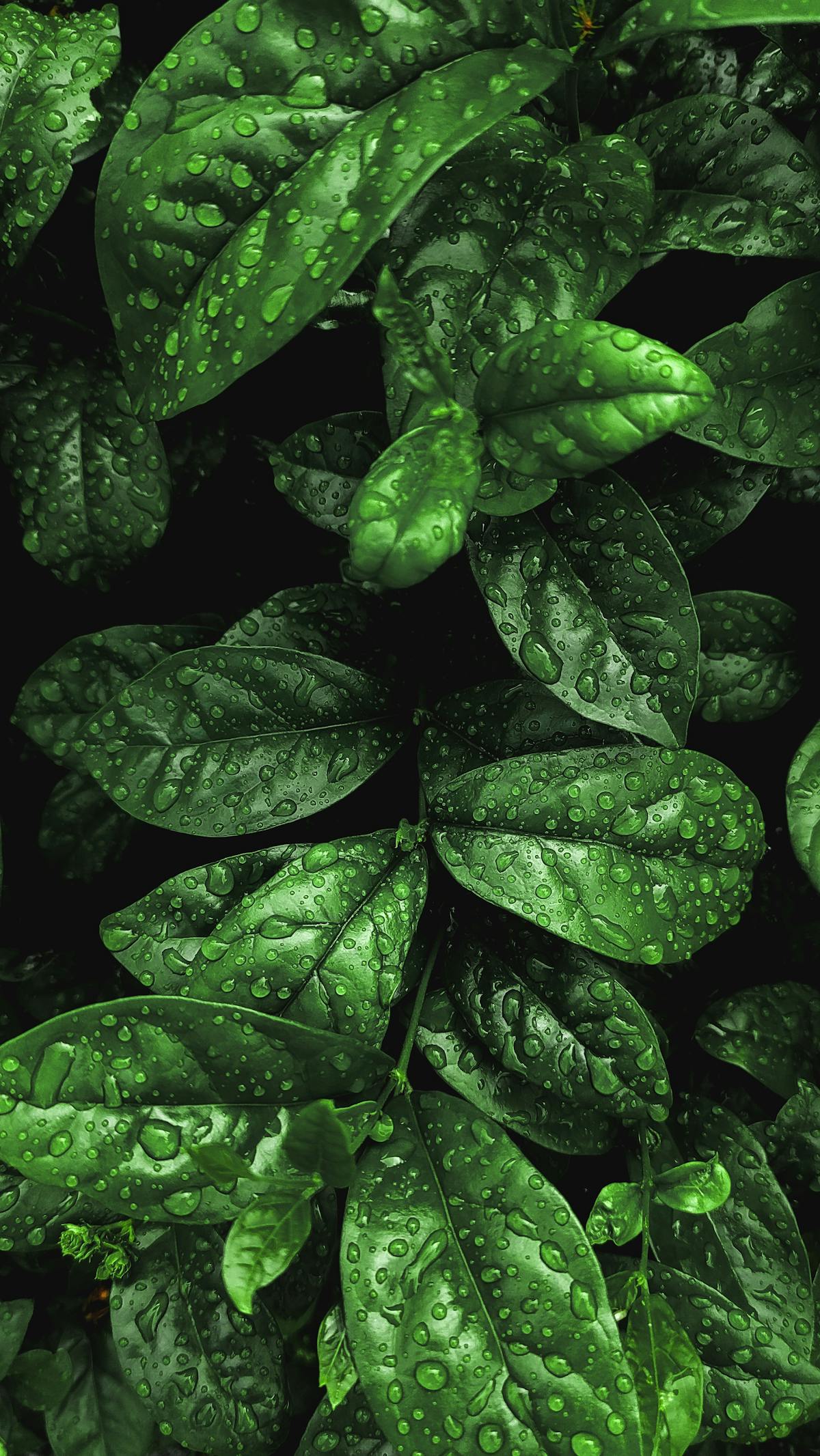 Green Wallpaper Photos, Download The BEST Free Green Wallpaper Stock ...