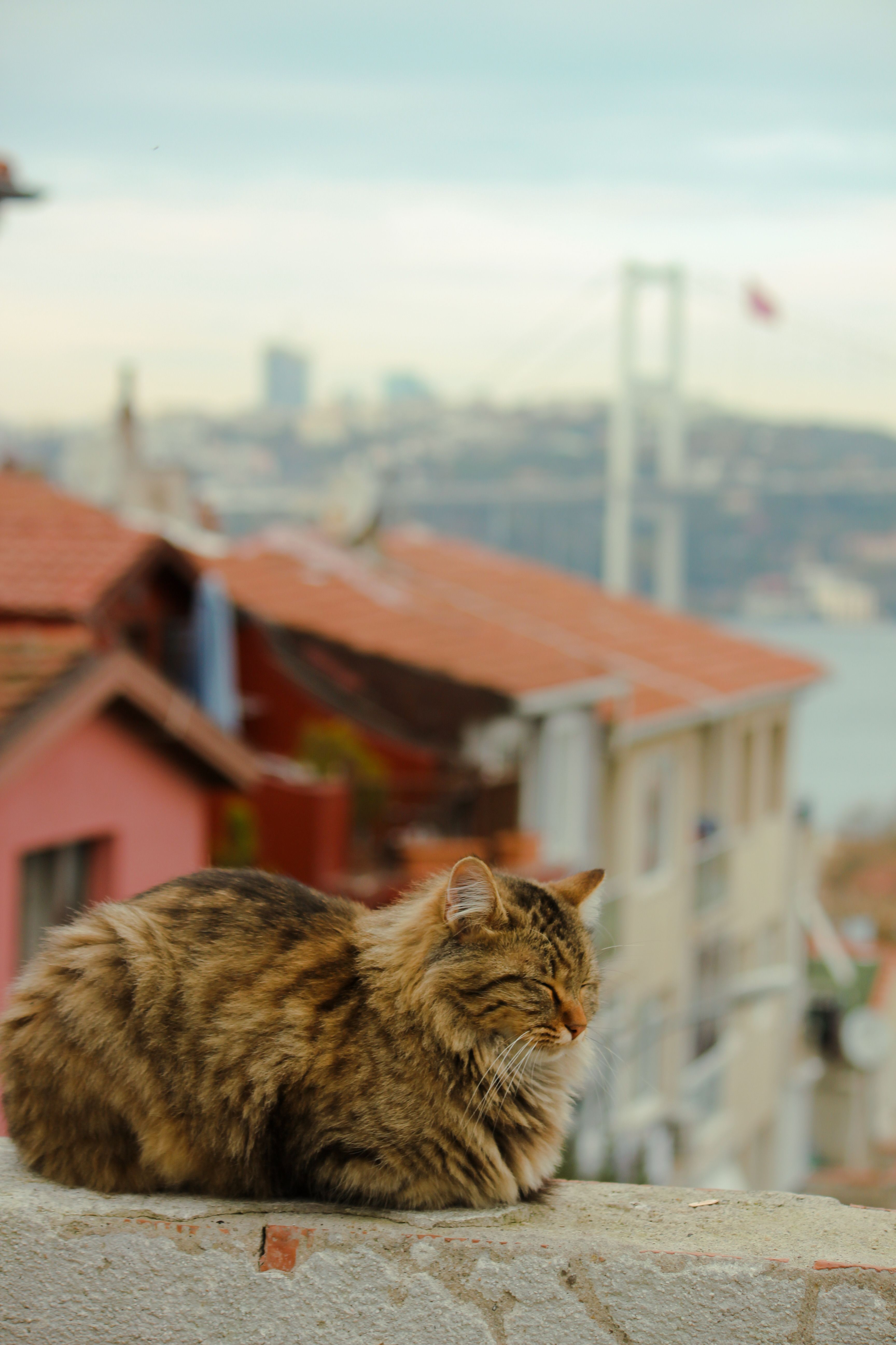 Cat Dominos Photos, Download The BEST Free Cat Dominos Stock Photos ...
