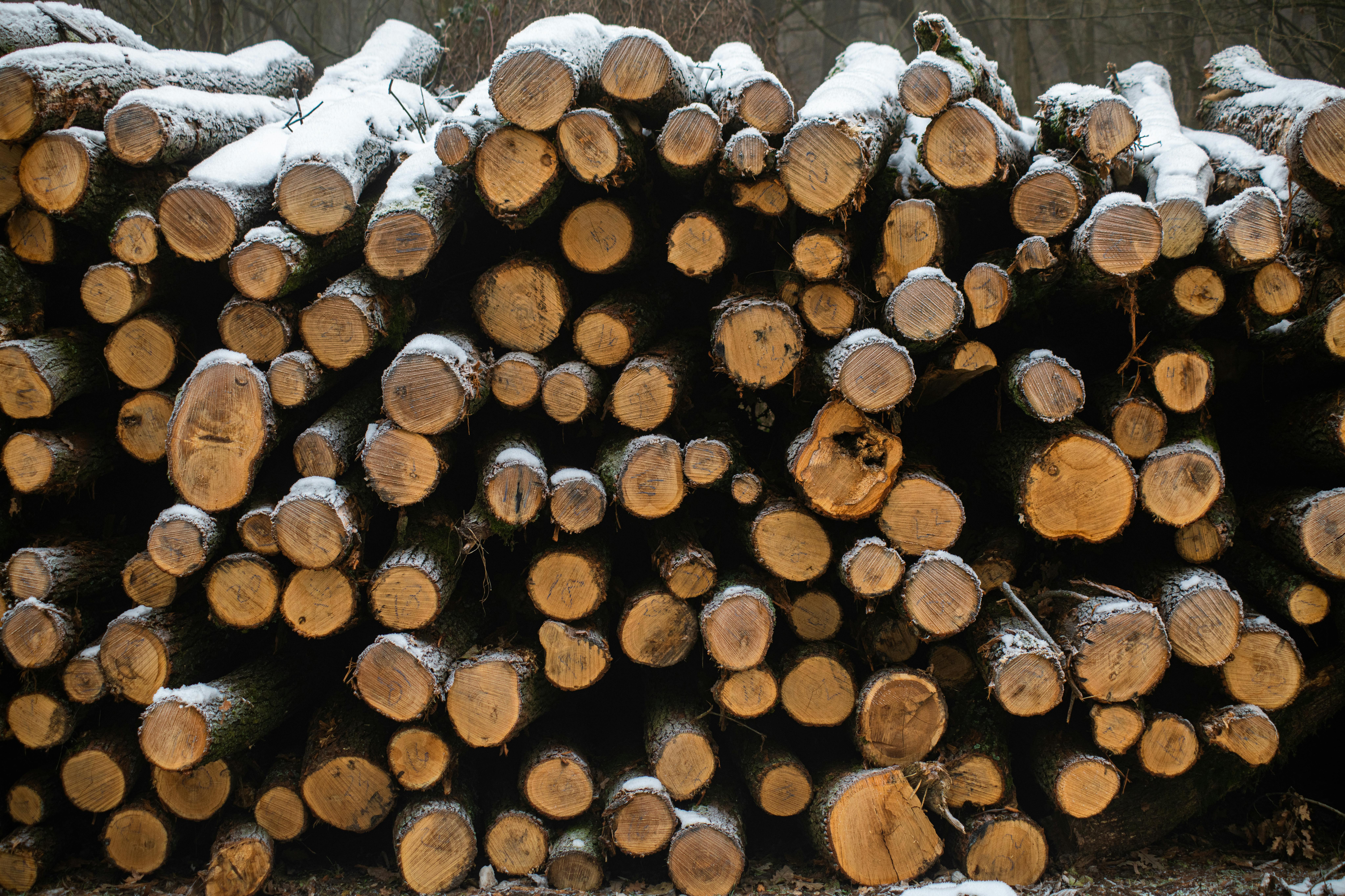 Wooden logs prepared for production of lumber · Free Stock Photo
