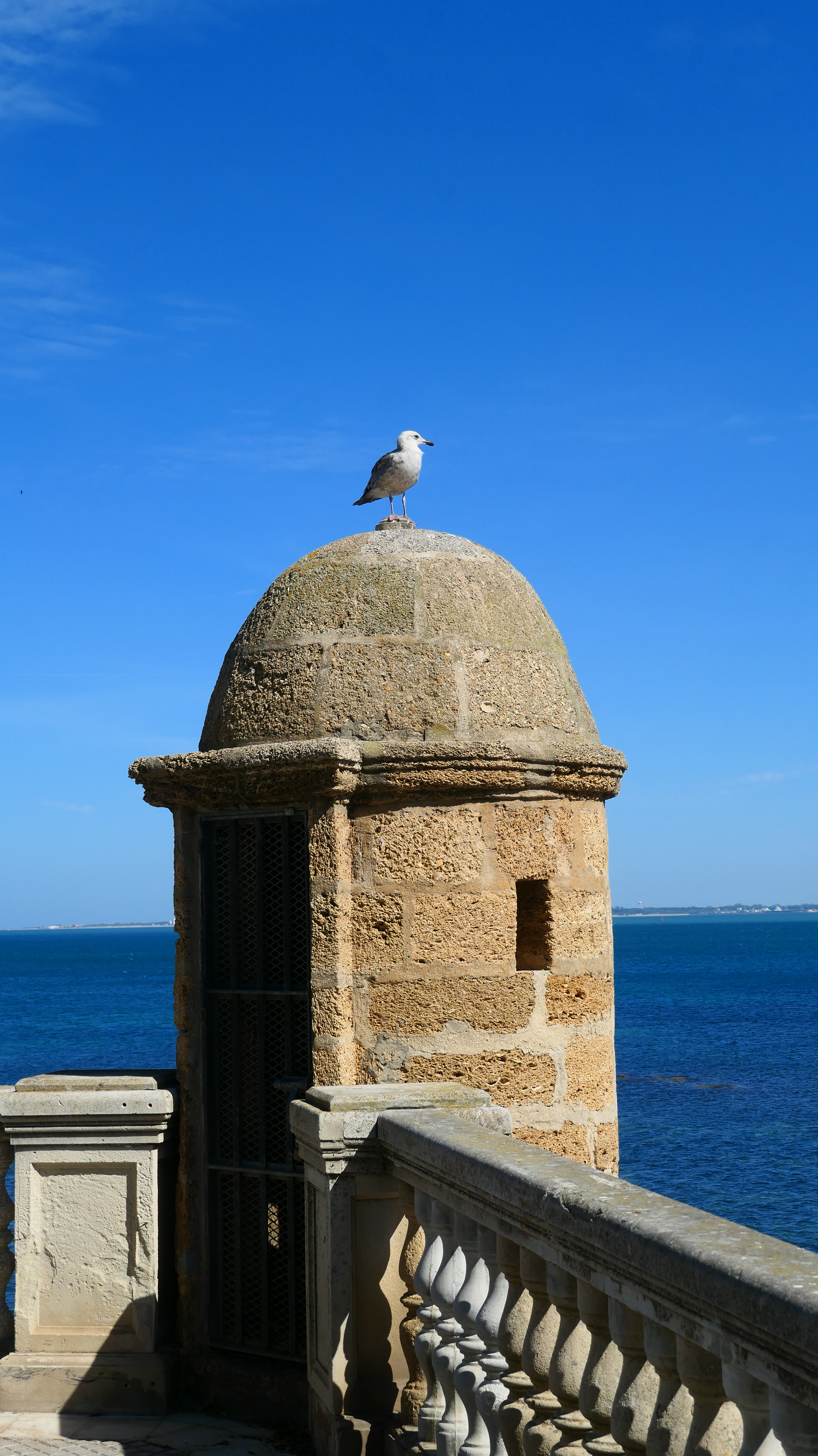 Seagull on Historic Watchtower in Cádiz · Free Stock Photo