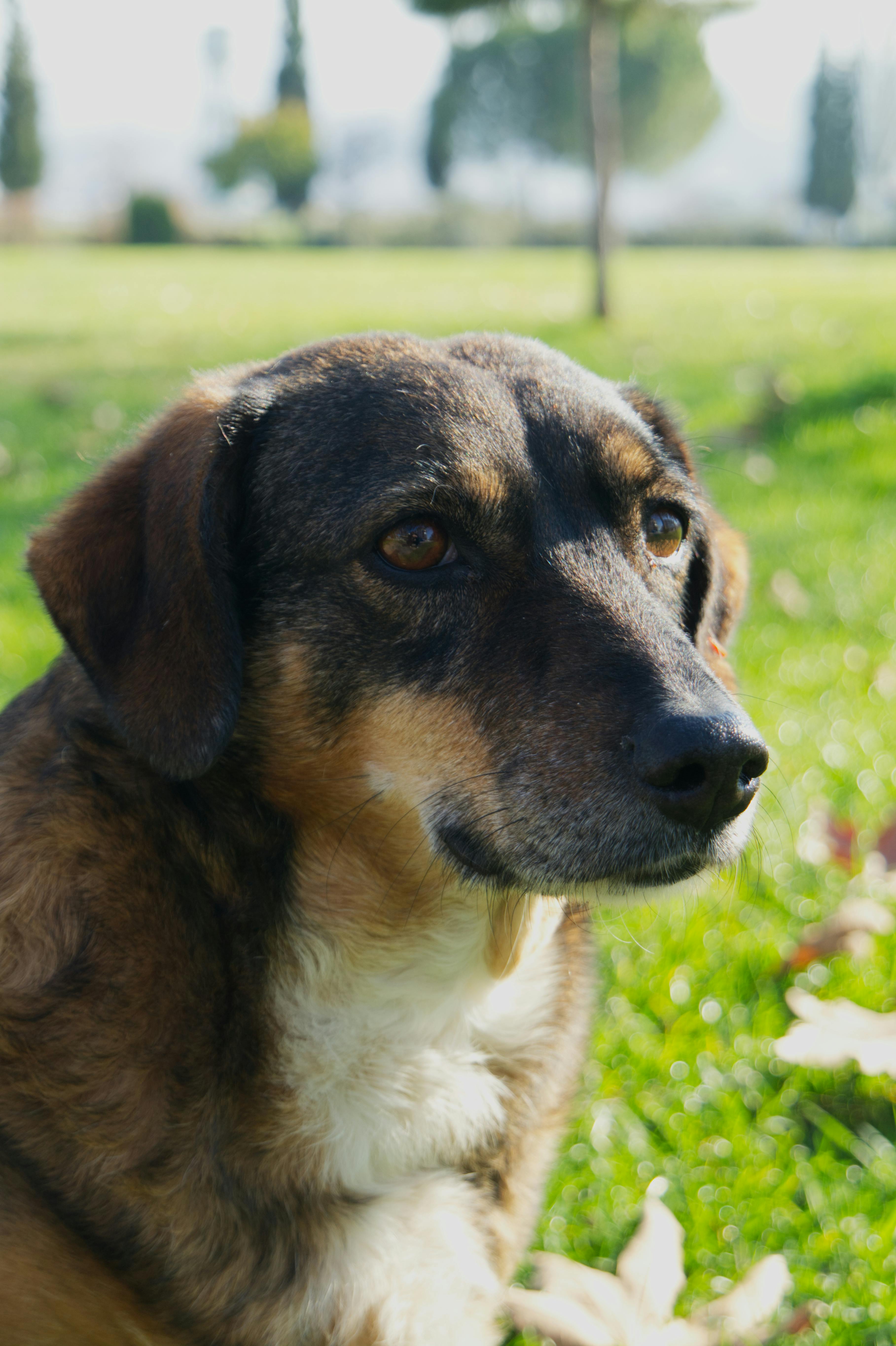 Weiner Dog Outline Drawing Photos, Download The BEST Free Weiner Dog ...