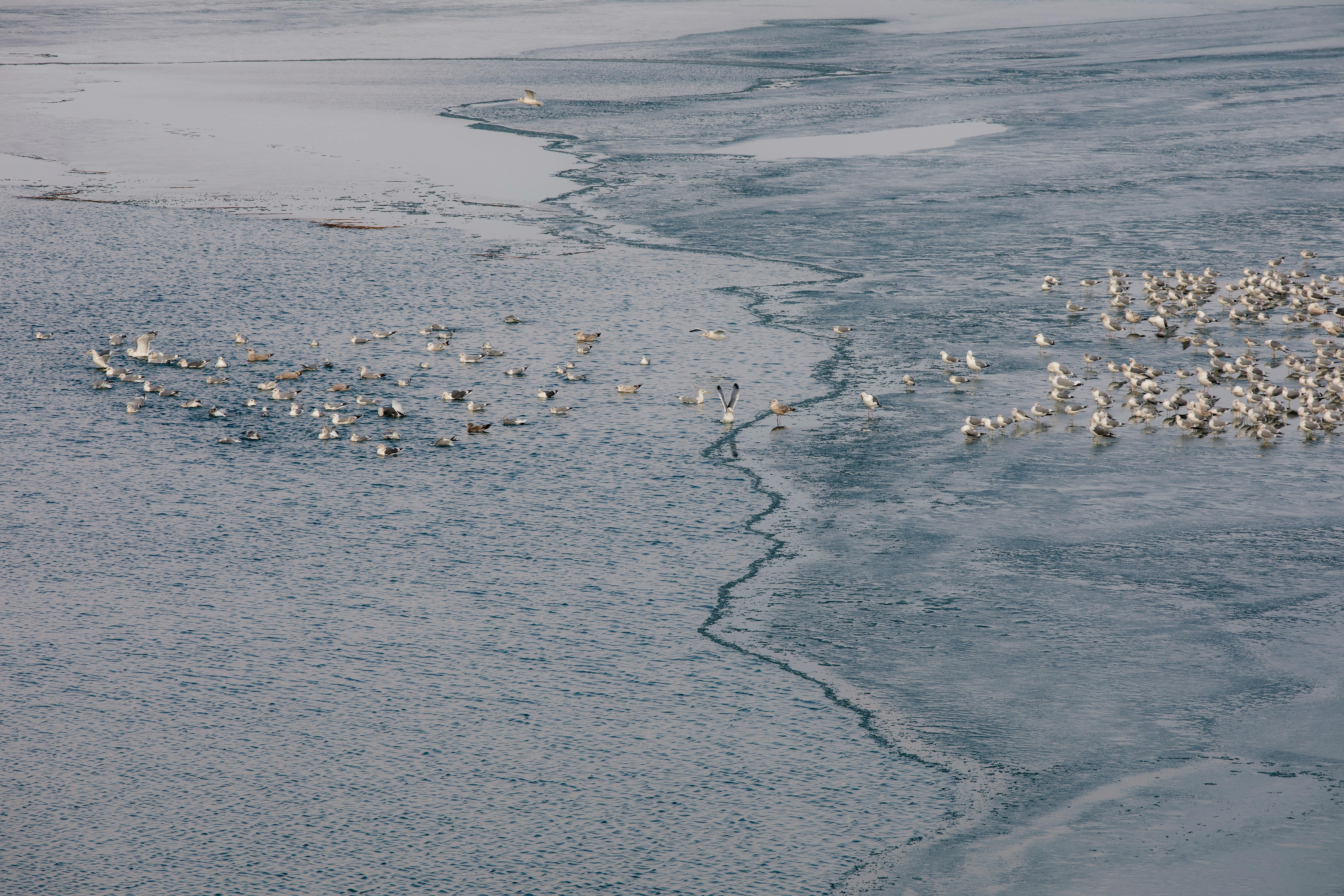 Birds Pong Photos, Download The BEST Free Birds Pong Stock Photos & HD ...